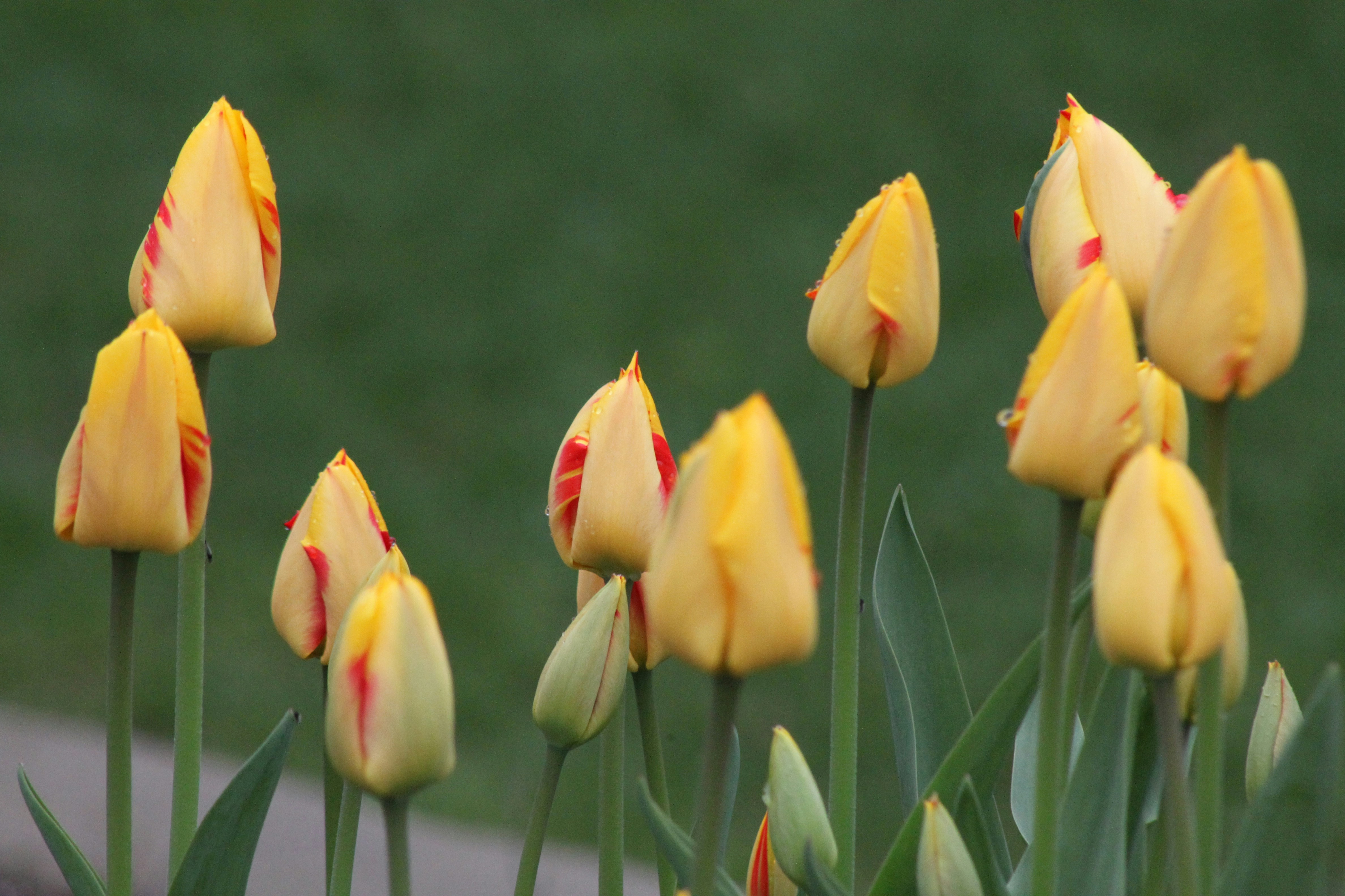 Golden Tulip Crest in a Quiet Garden