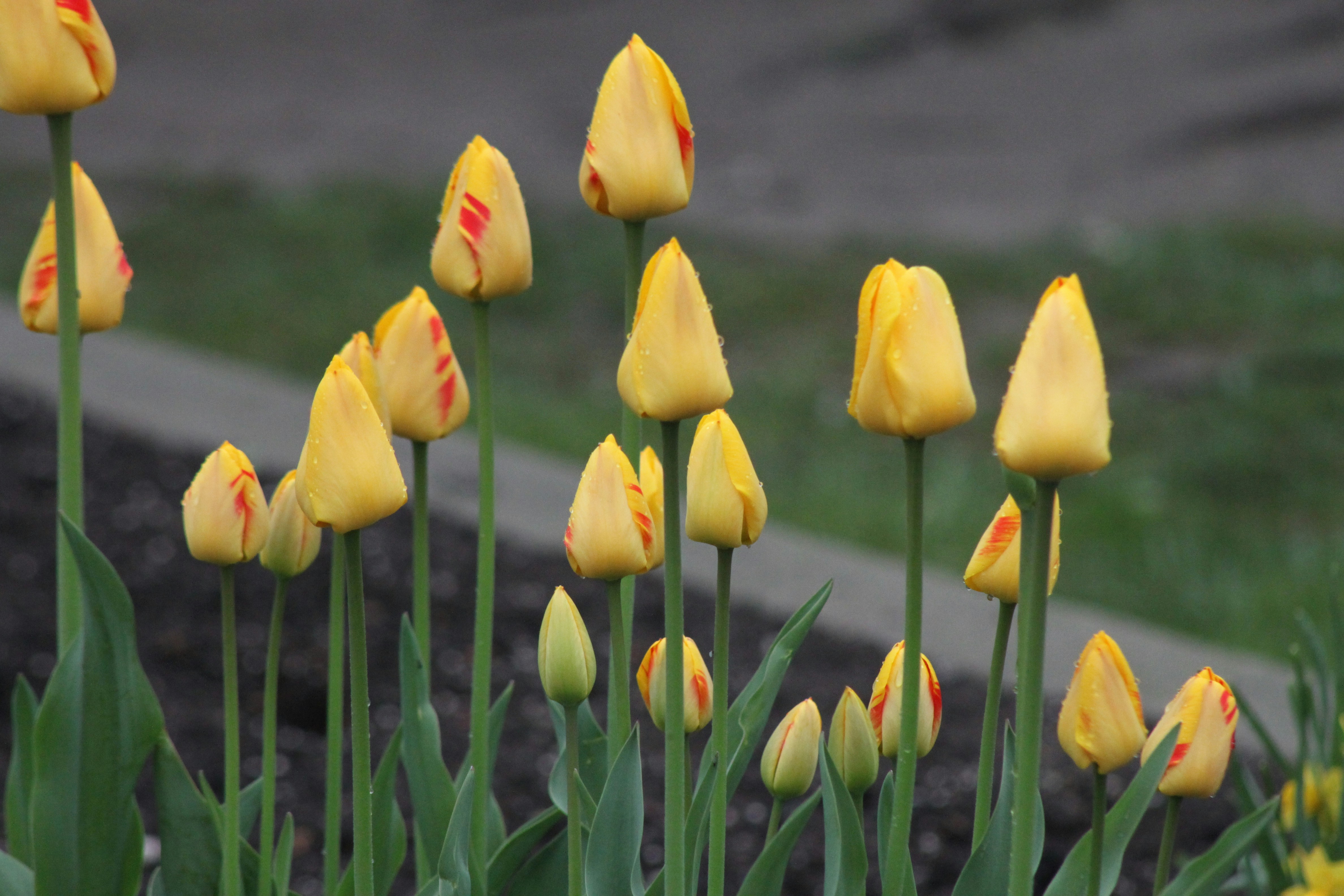 Sunlit Tulip Chorus in a Quiet Garden