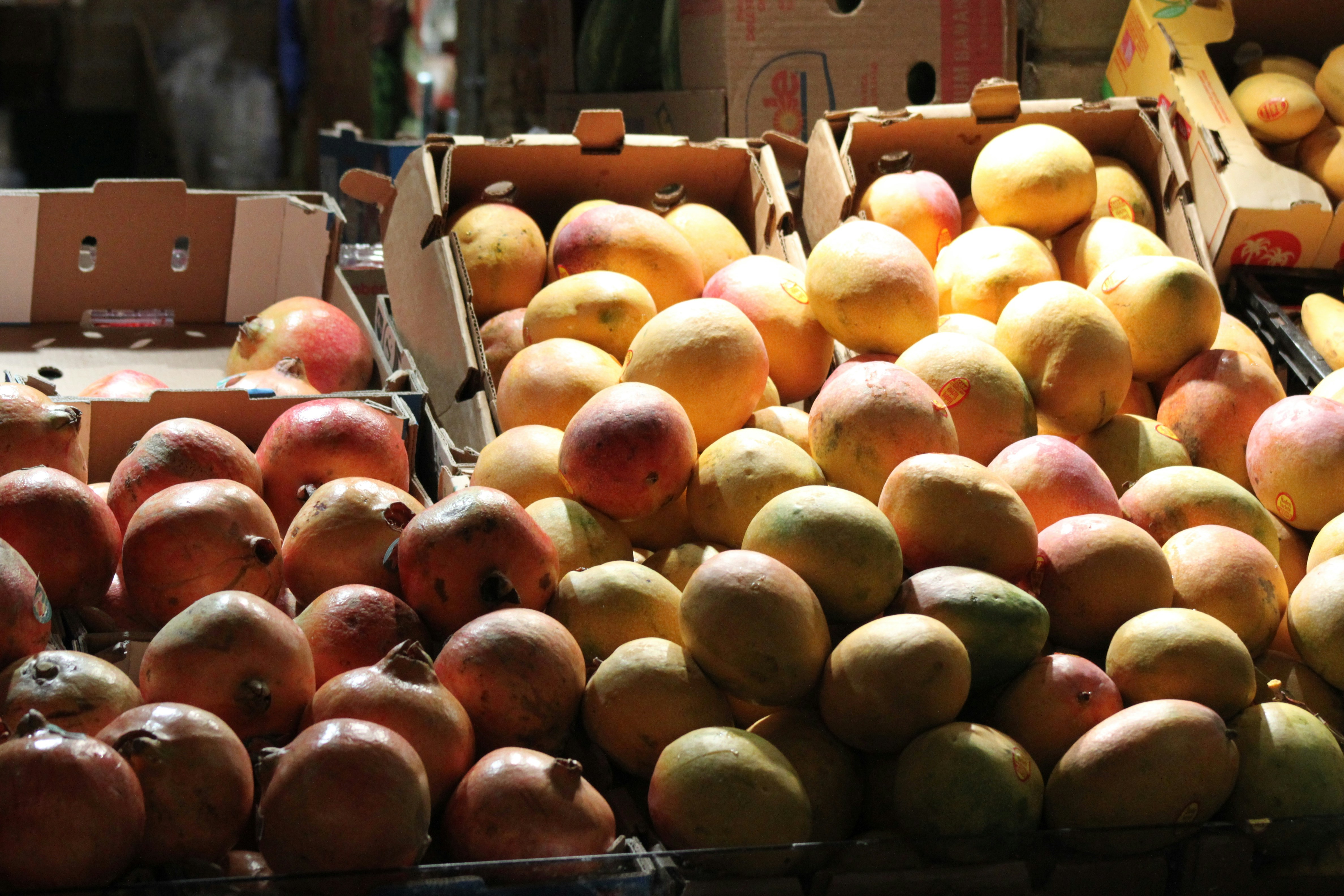Citrus Orchard Panorama: Piled Maturation in Dim Market Light