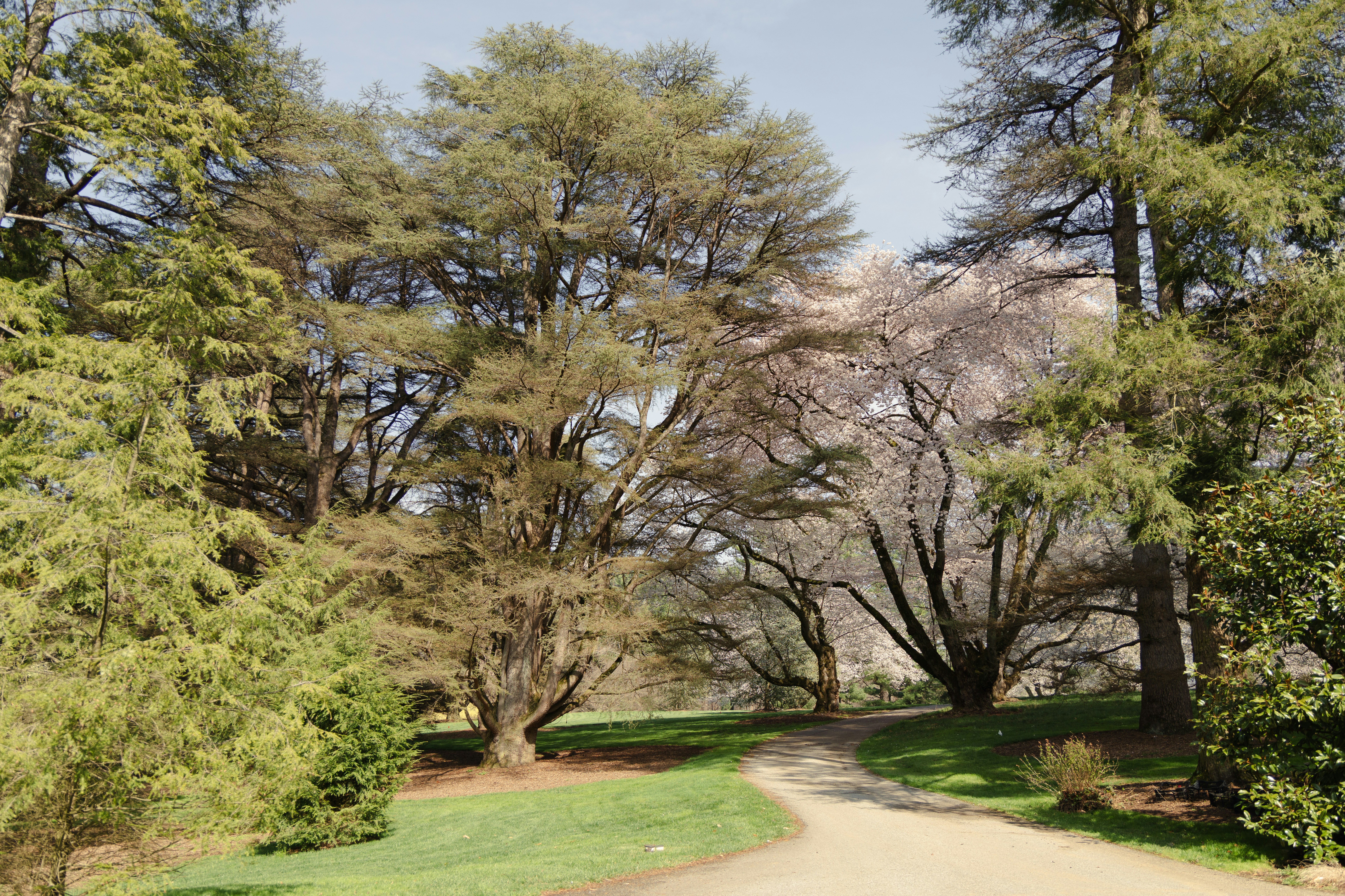 Path Through the Blossom-Edged Walk