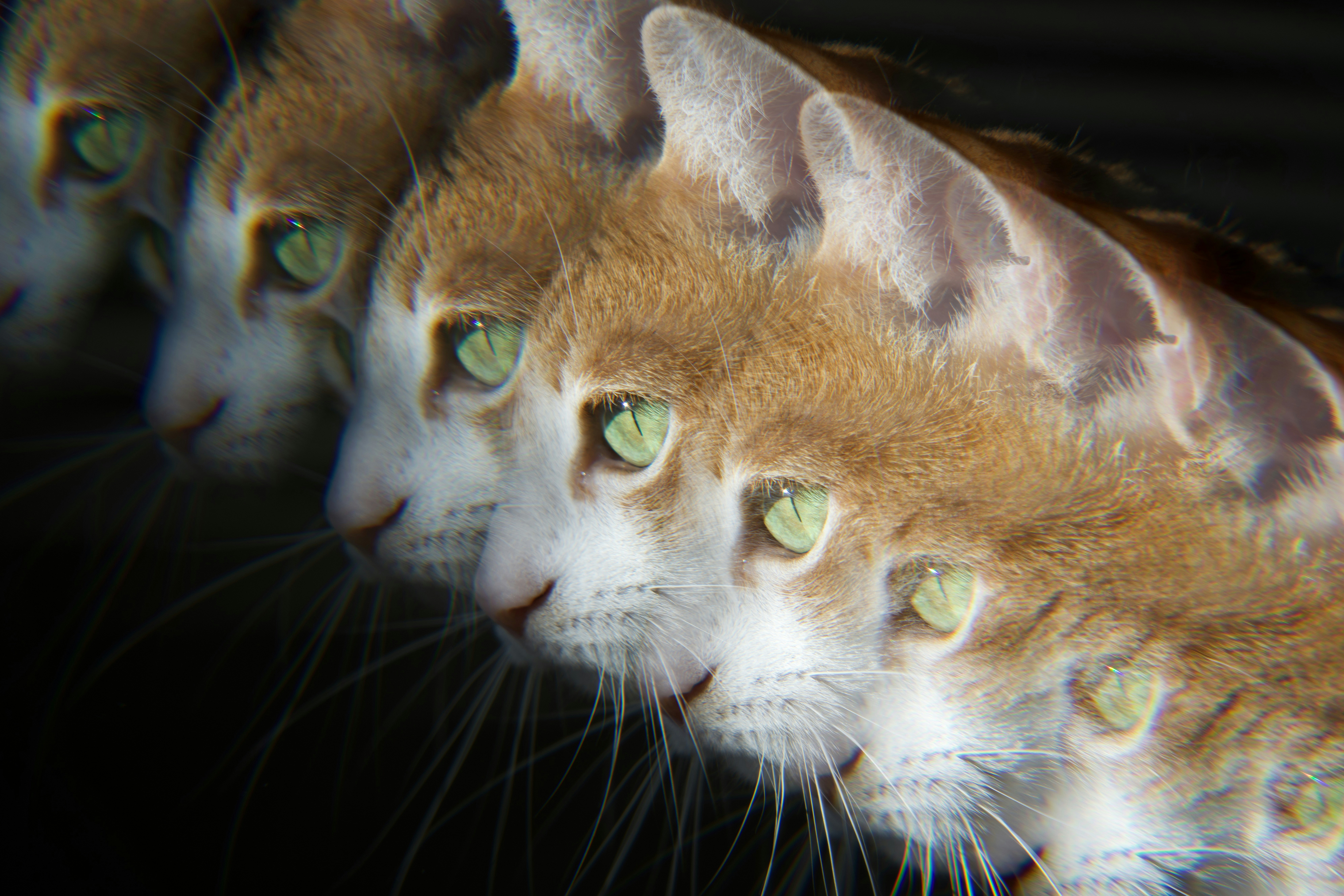 Converging Green Gaze: A Triptych of a Cat’s Eye