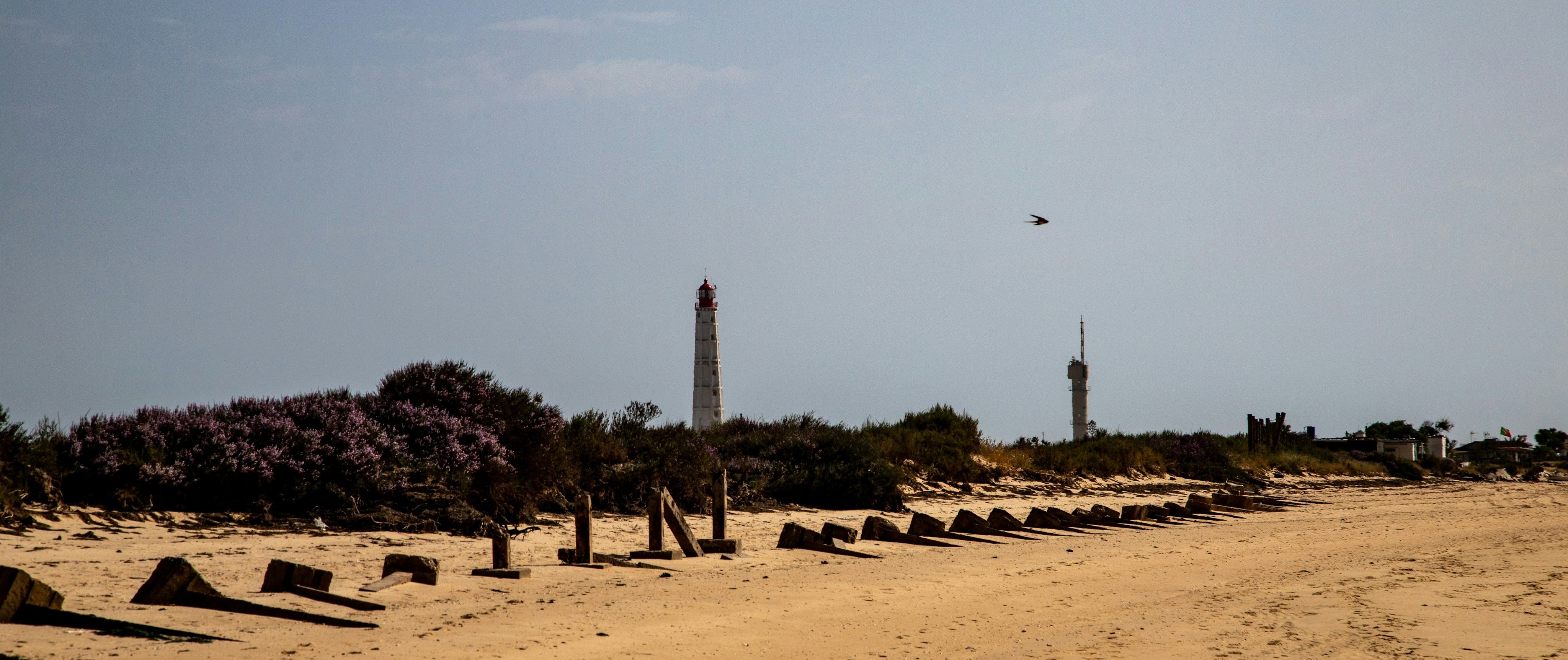 Lighthouse Row on a Wind-Swept Shore