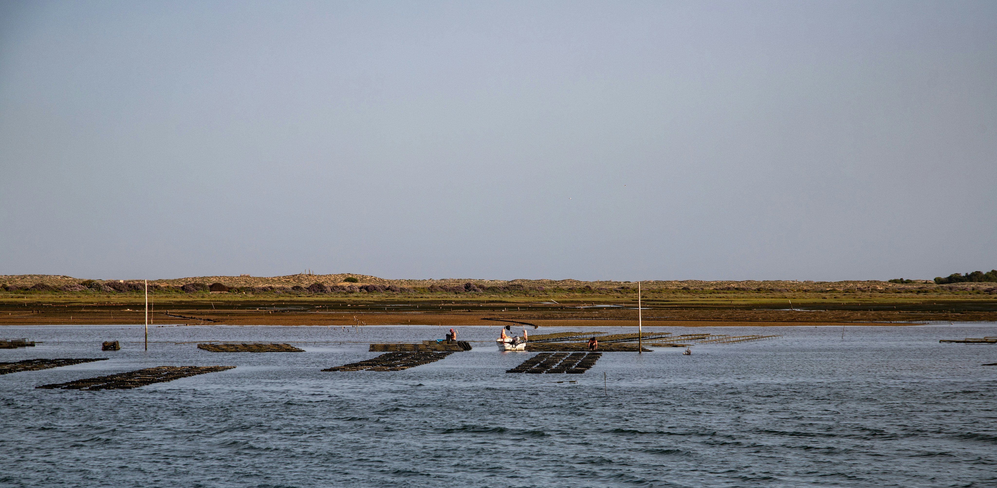 Mudflats and Dune Line: A Quiet Tidal Portrait