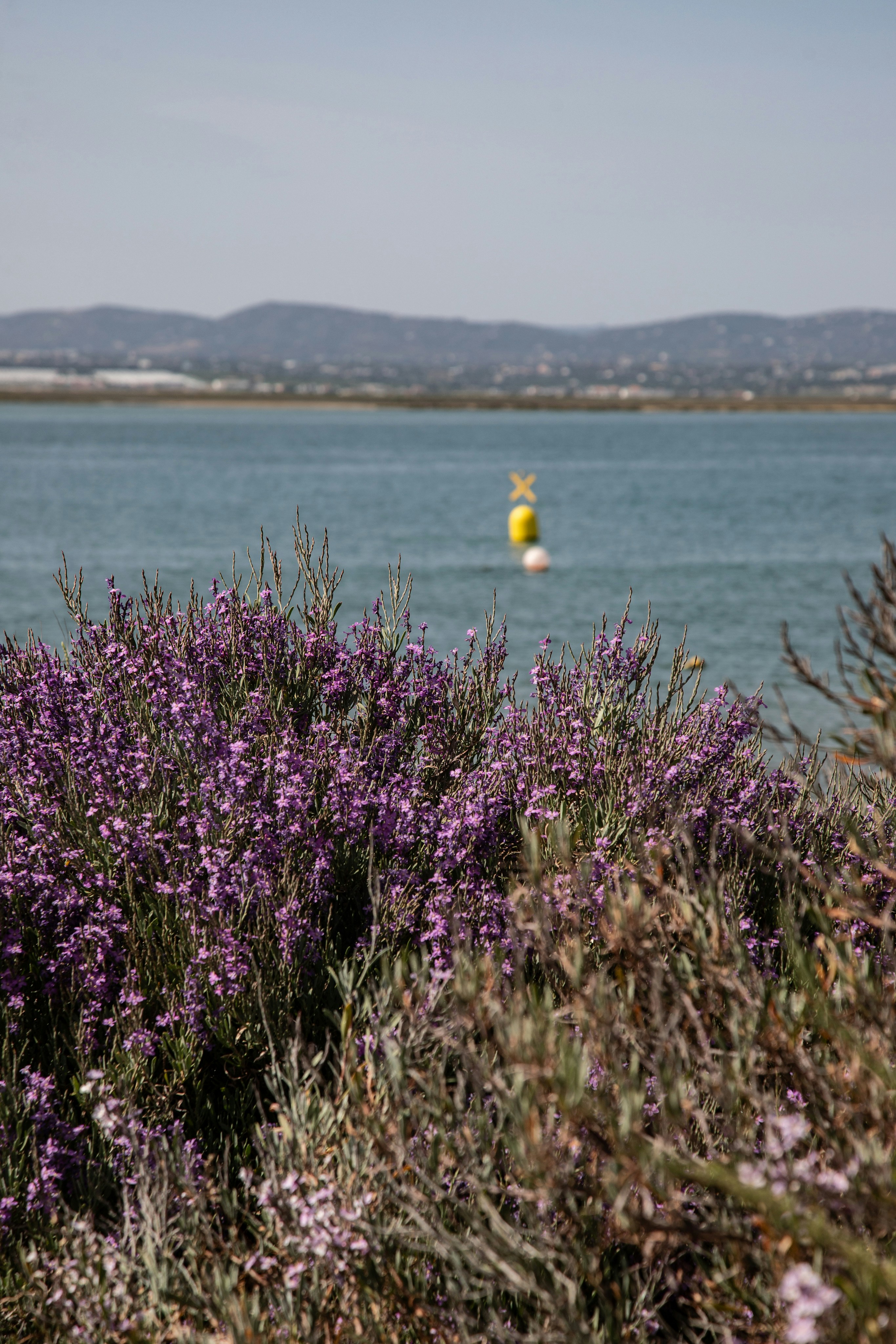 Purple Blooms at the Water’s Edge