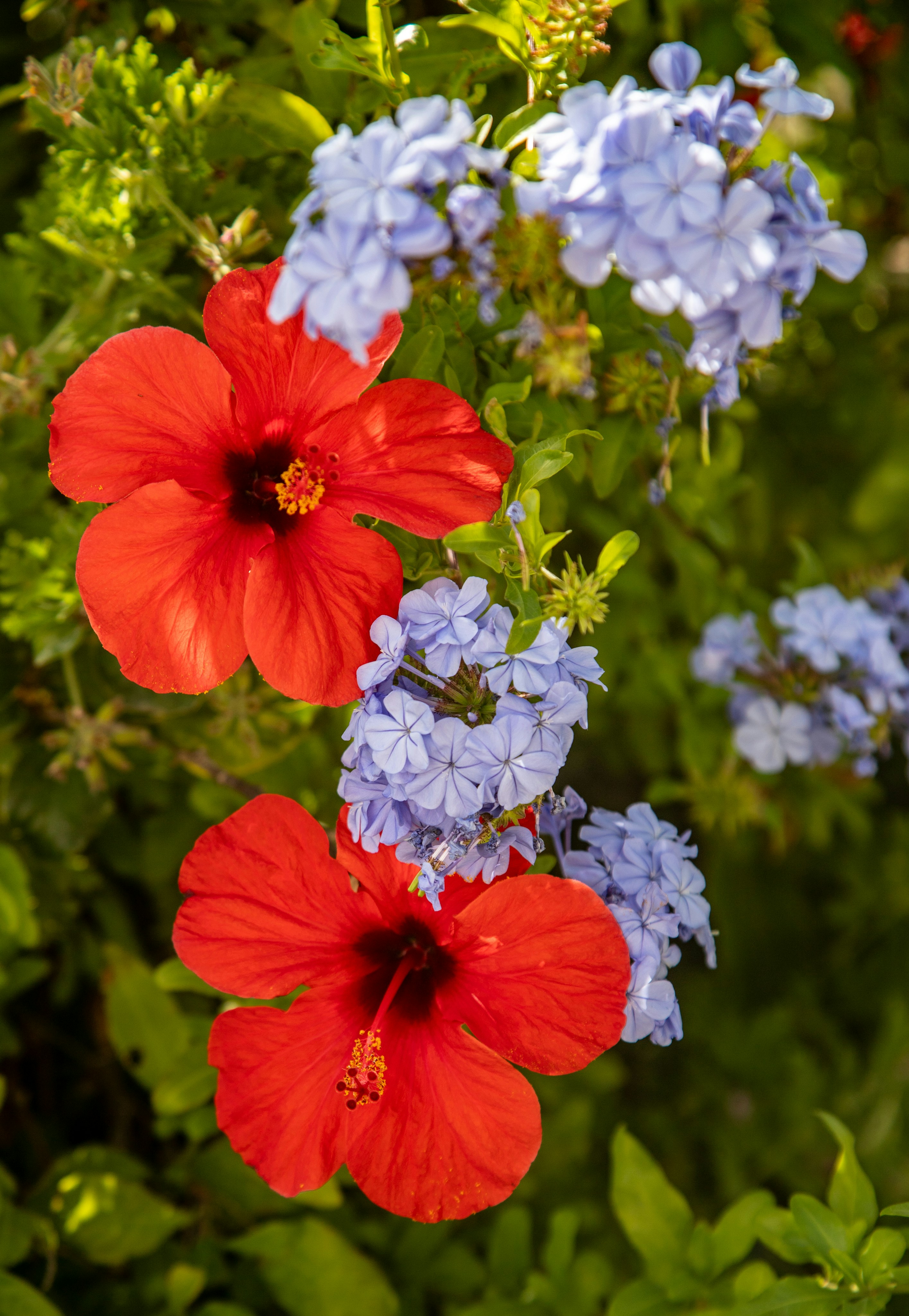 Vivid Red Hibiscus Among Lavender-blue Blooms