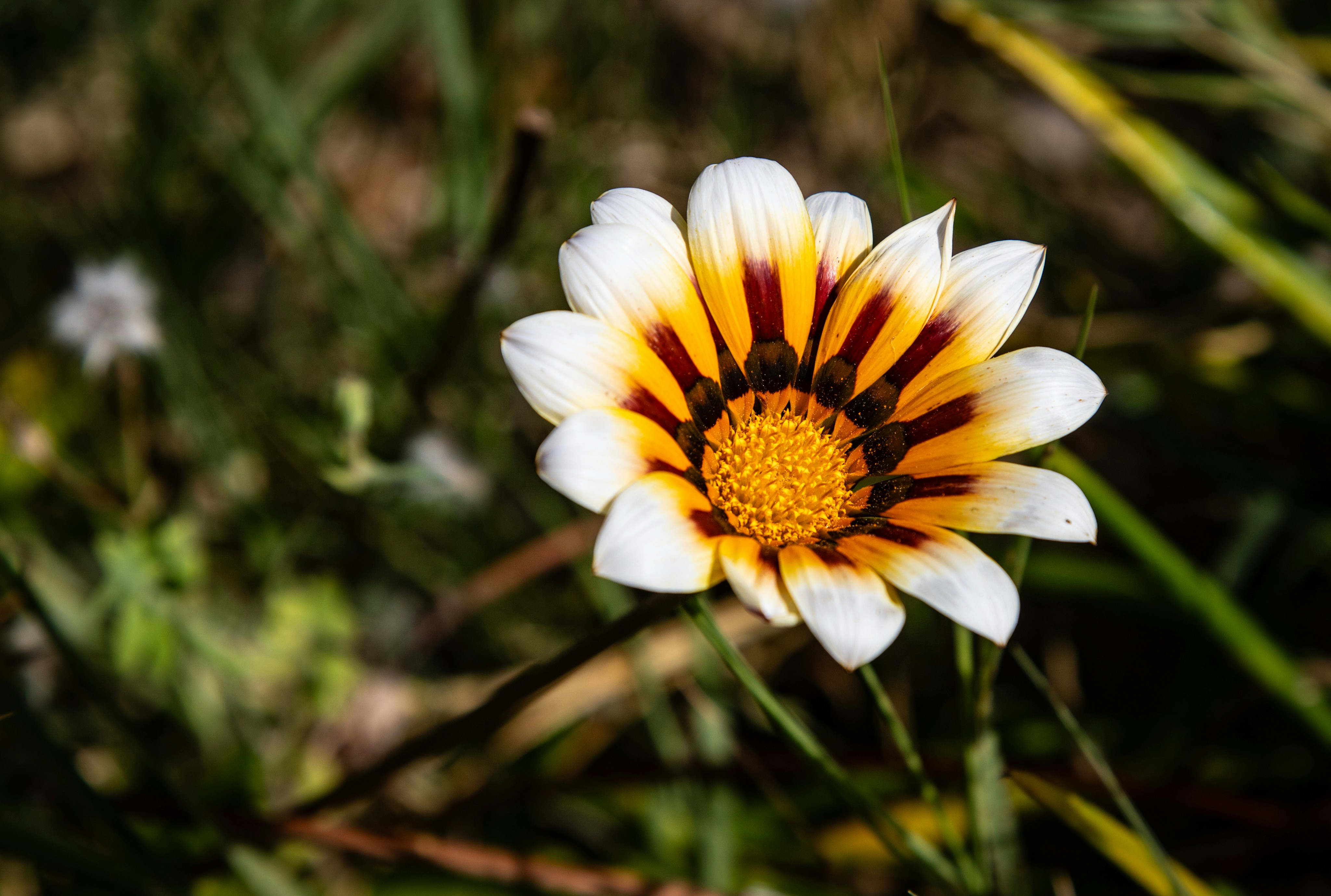 Center Bloom: a Daisy-like Flower Draws Focus