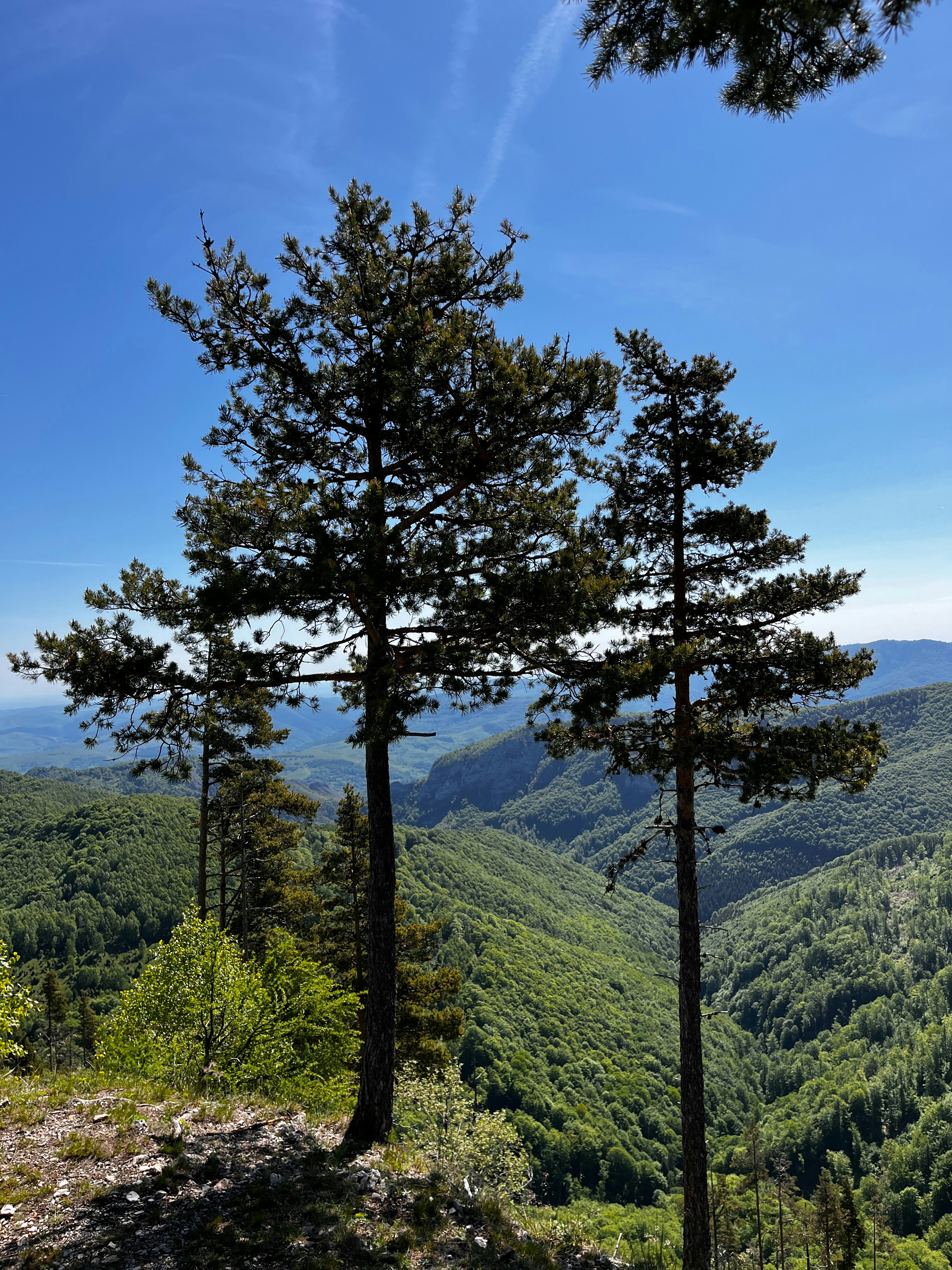 Twin Pines on a Ridge: Sky, Trees and Valley Depth