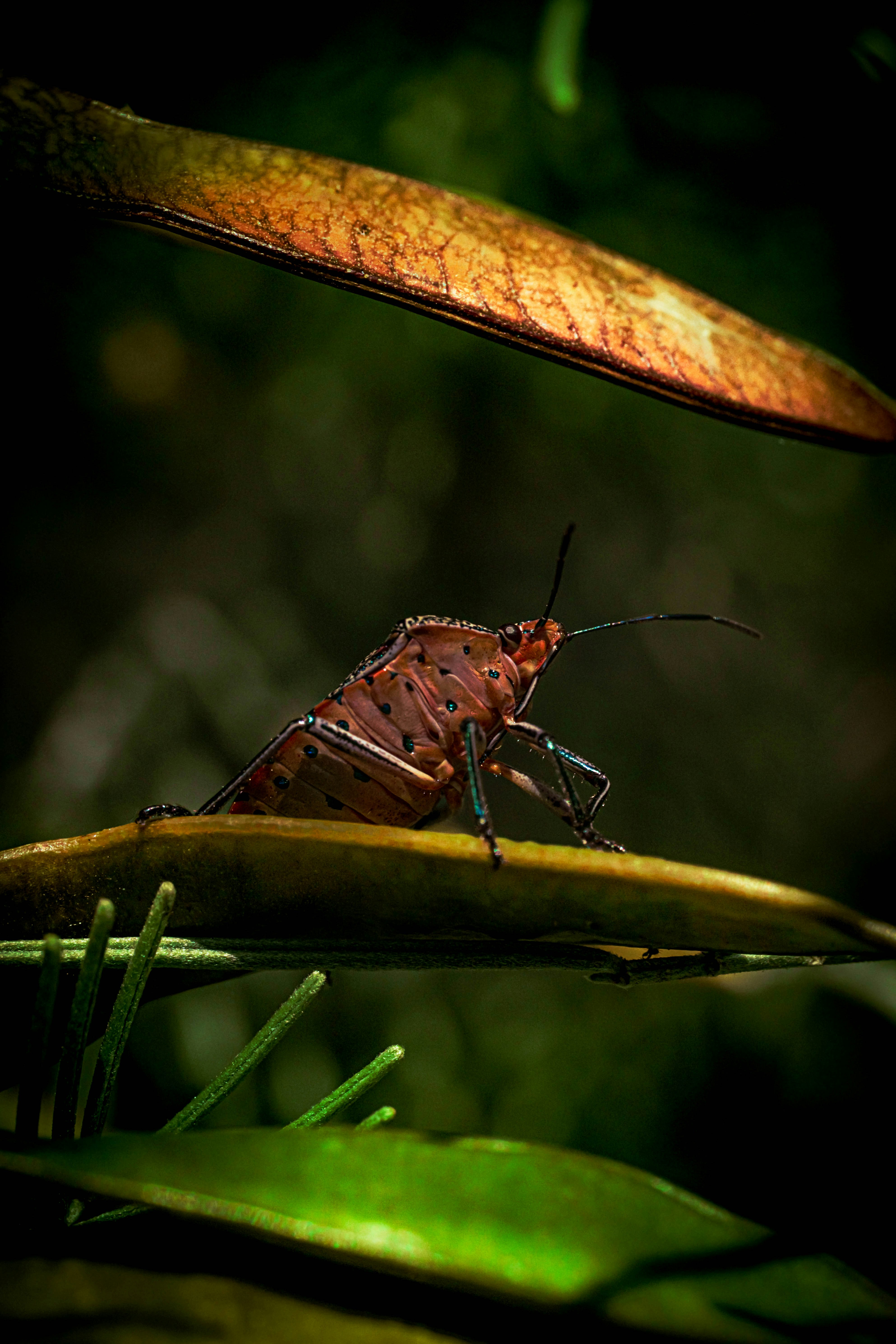 Crimson Beetle at the Edge: A Leaf-Borne Moment