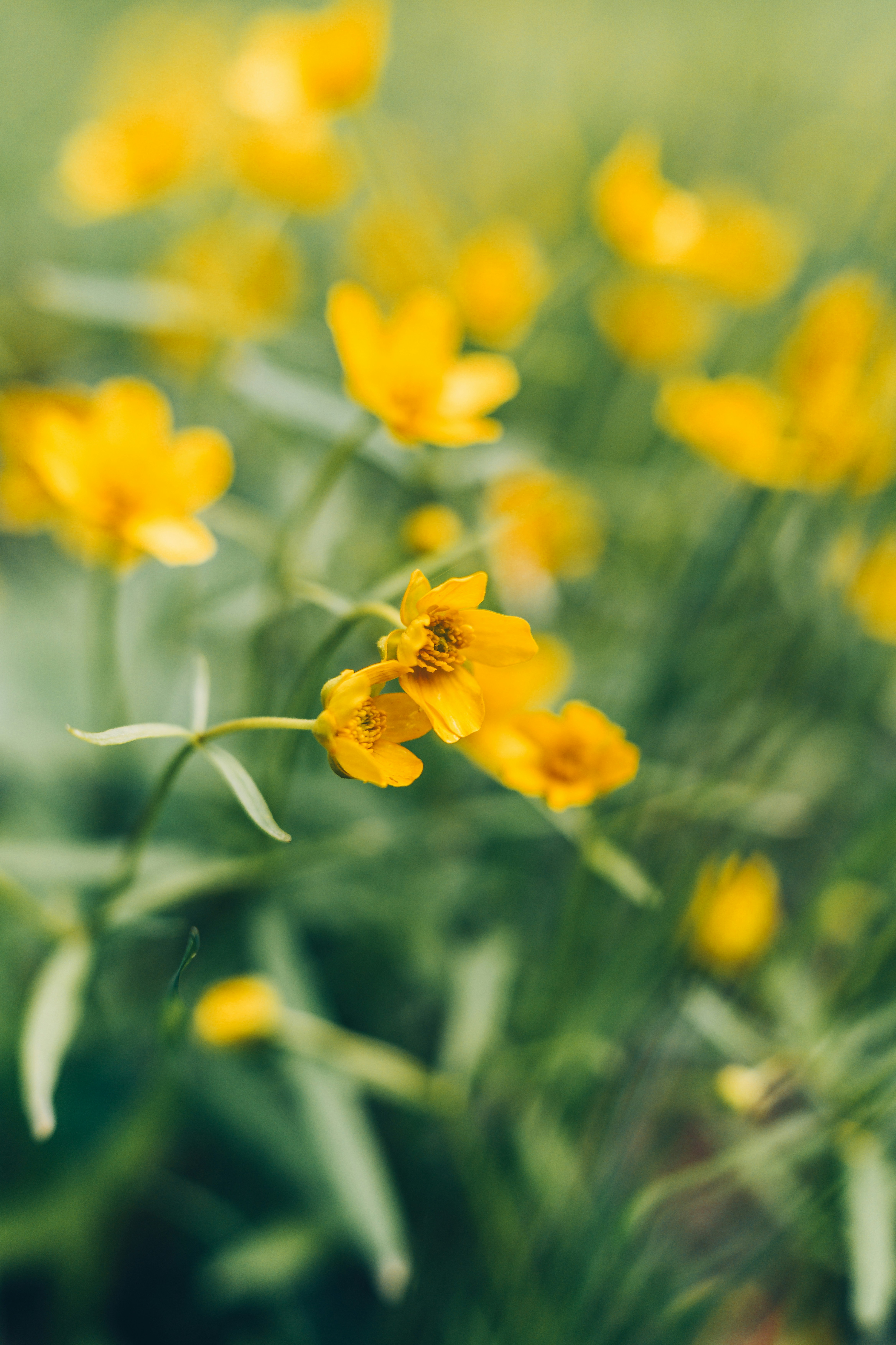 Golden Bloom in Soft Focus
