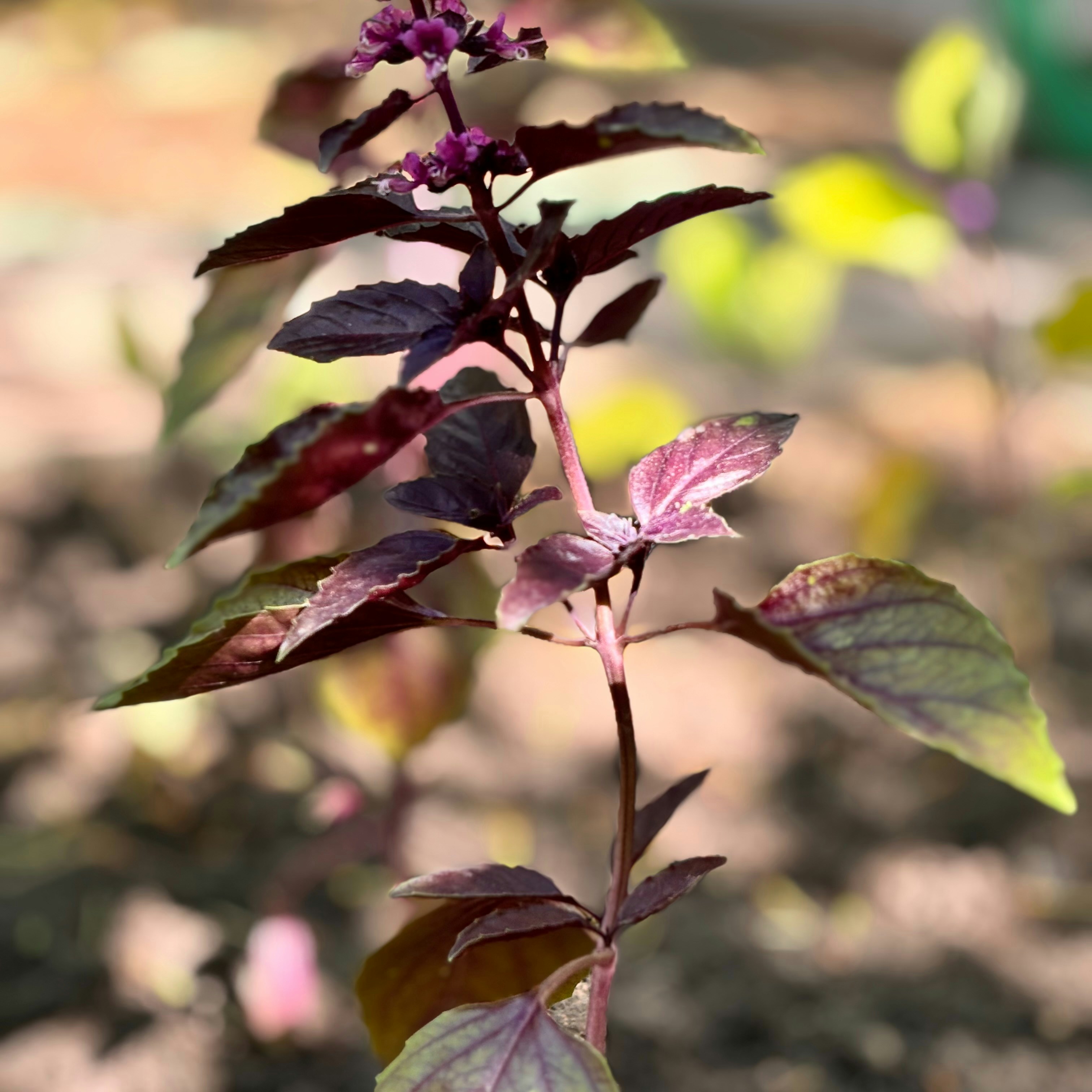 Crimson-tinged stem rising through a sunlit garden
