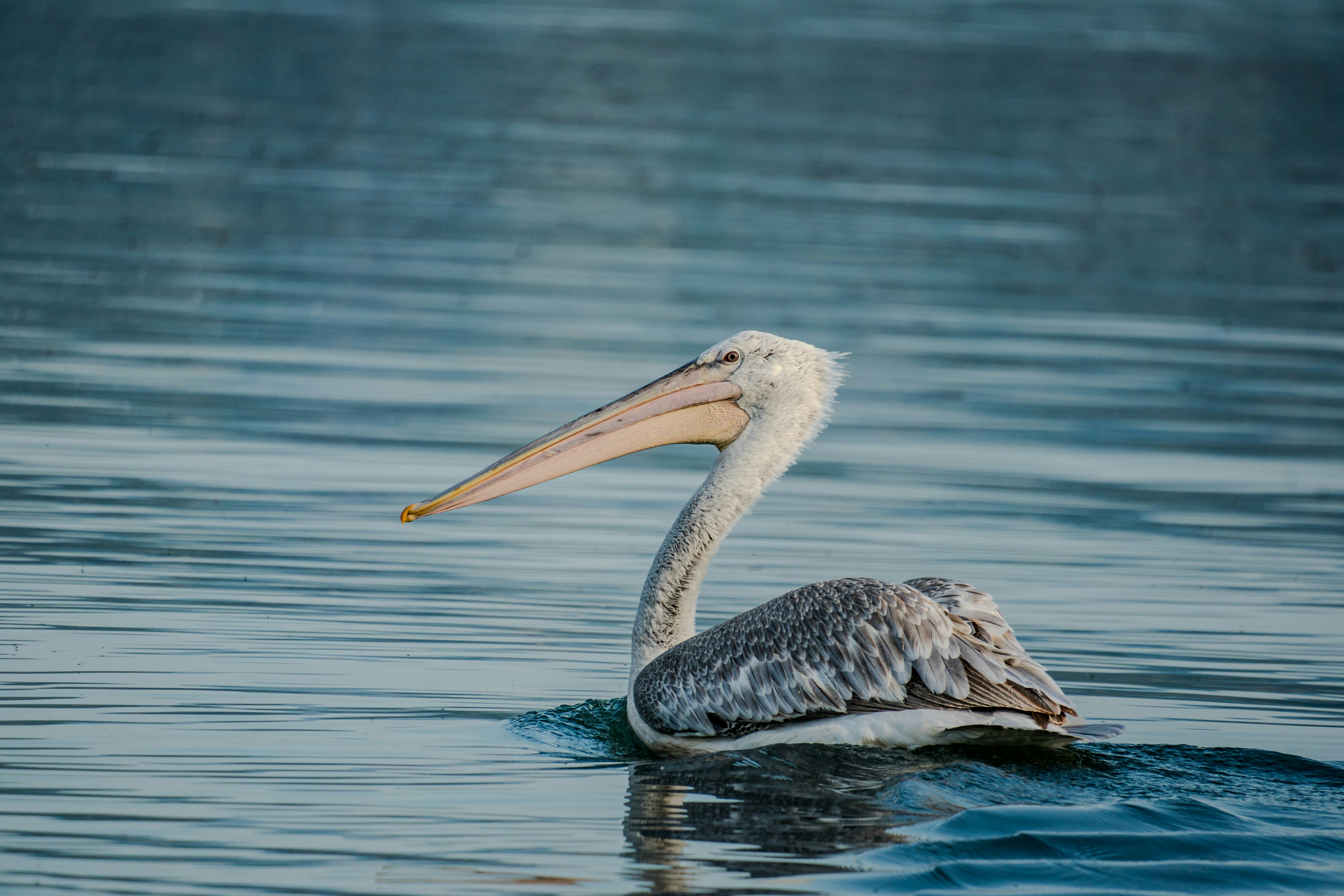 Graceful Pelican Drift Across a Glassy Window of Water
