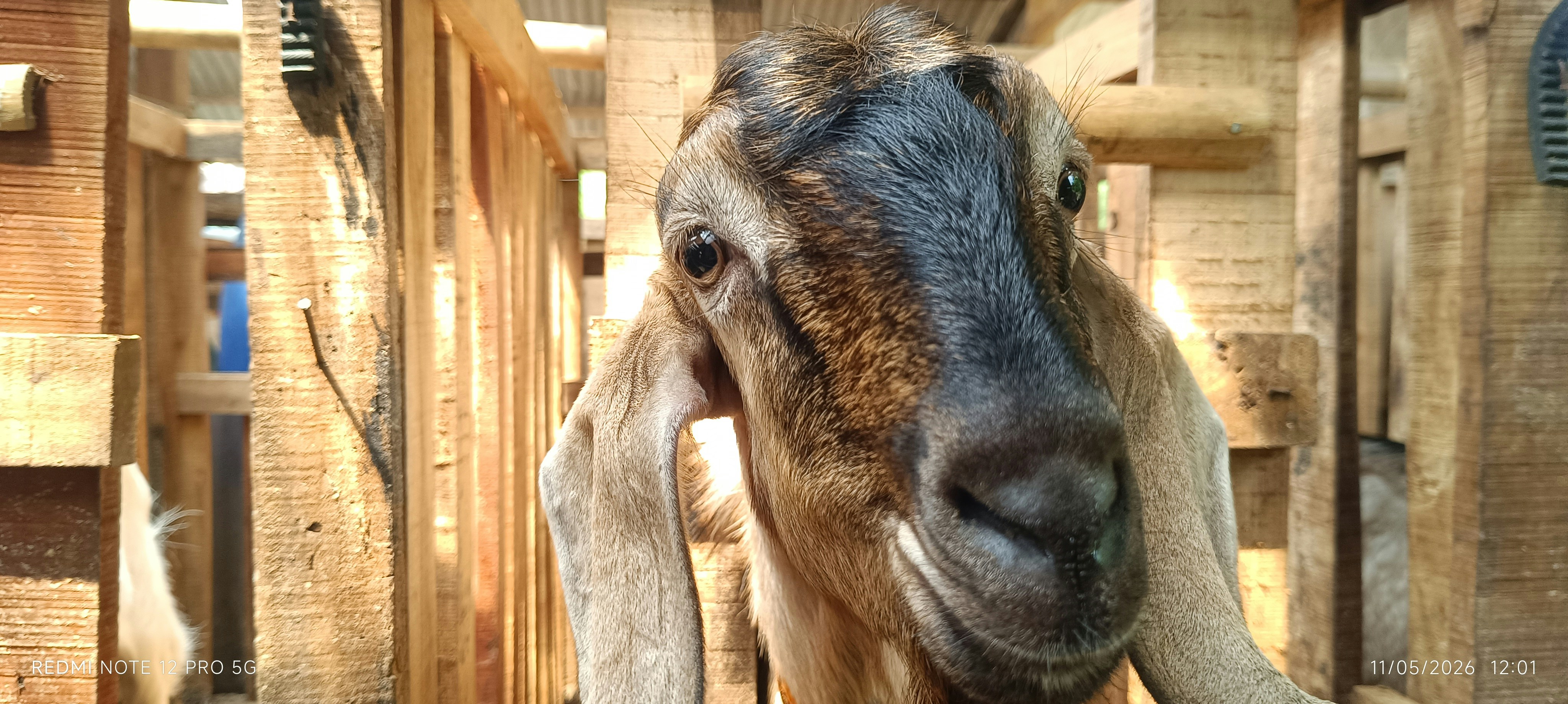 Curious Goat Close-Up in a Barn Corridor