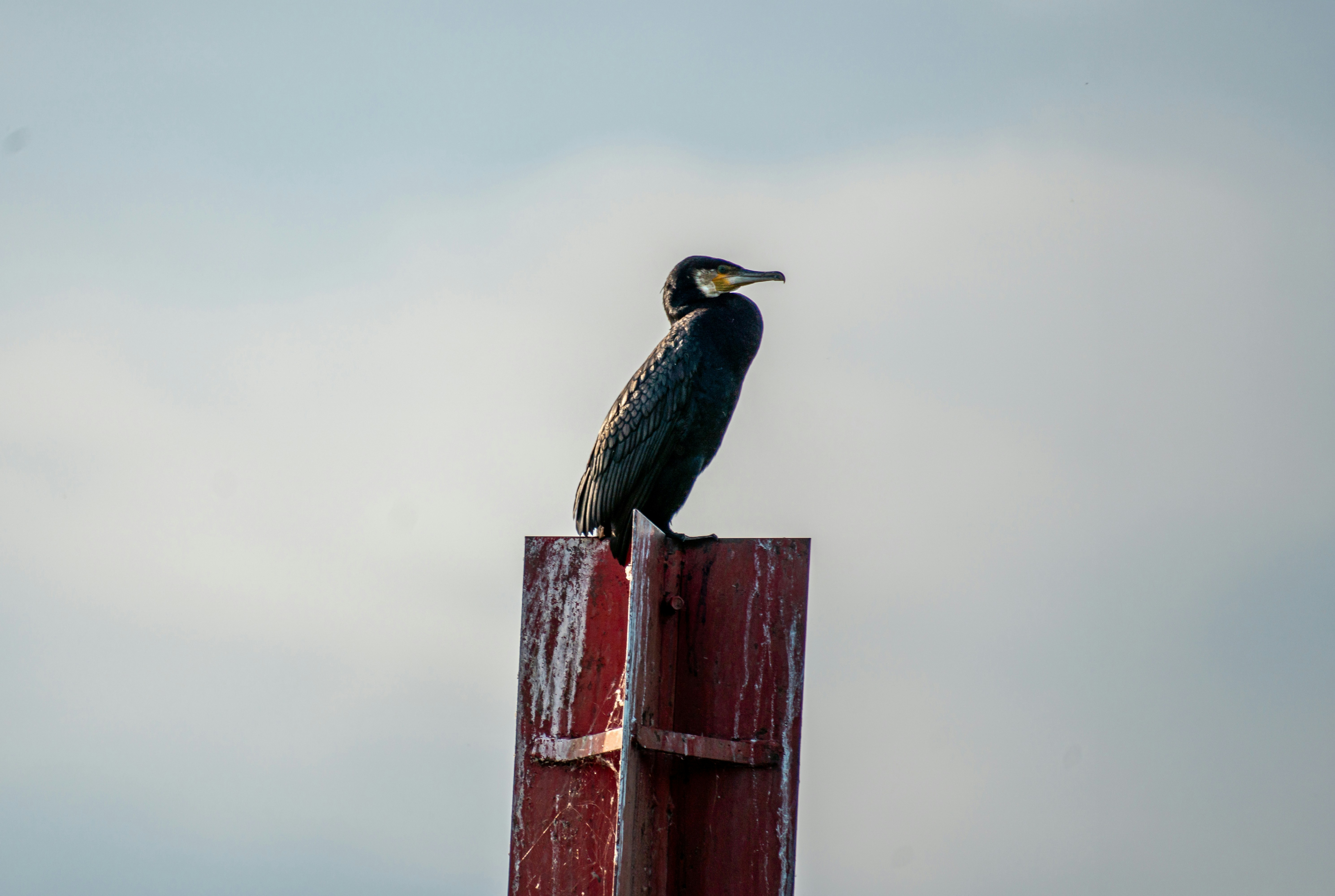 Red-wood Perch: A lone cormorant surveying the horizon