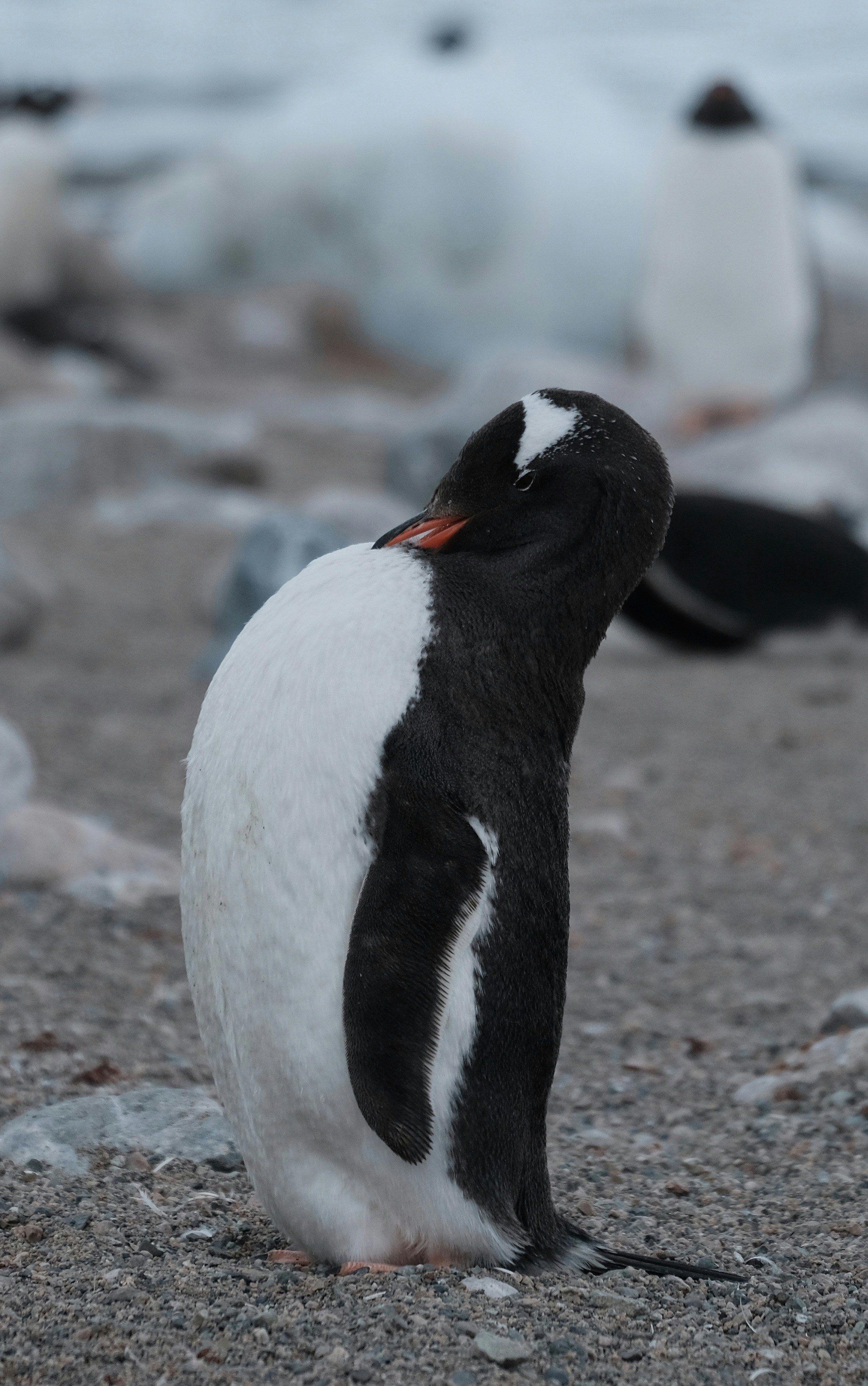 Gentle Giant on Pebbled Shoreline