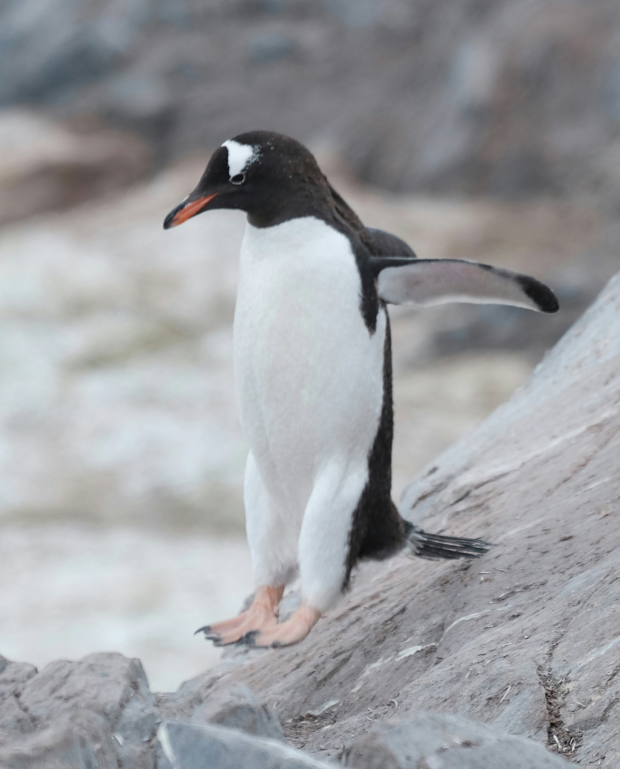 Penguin on a Ledge: A poised stance amid weathered rocks