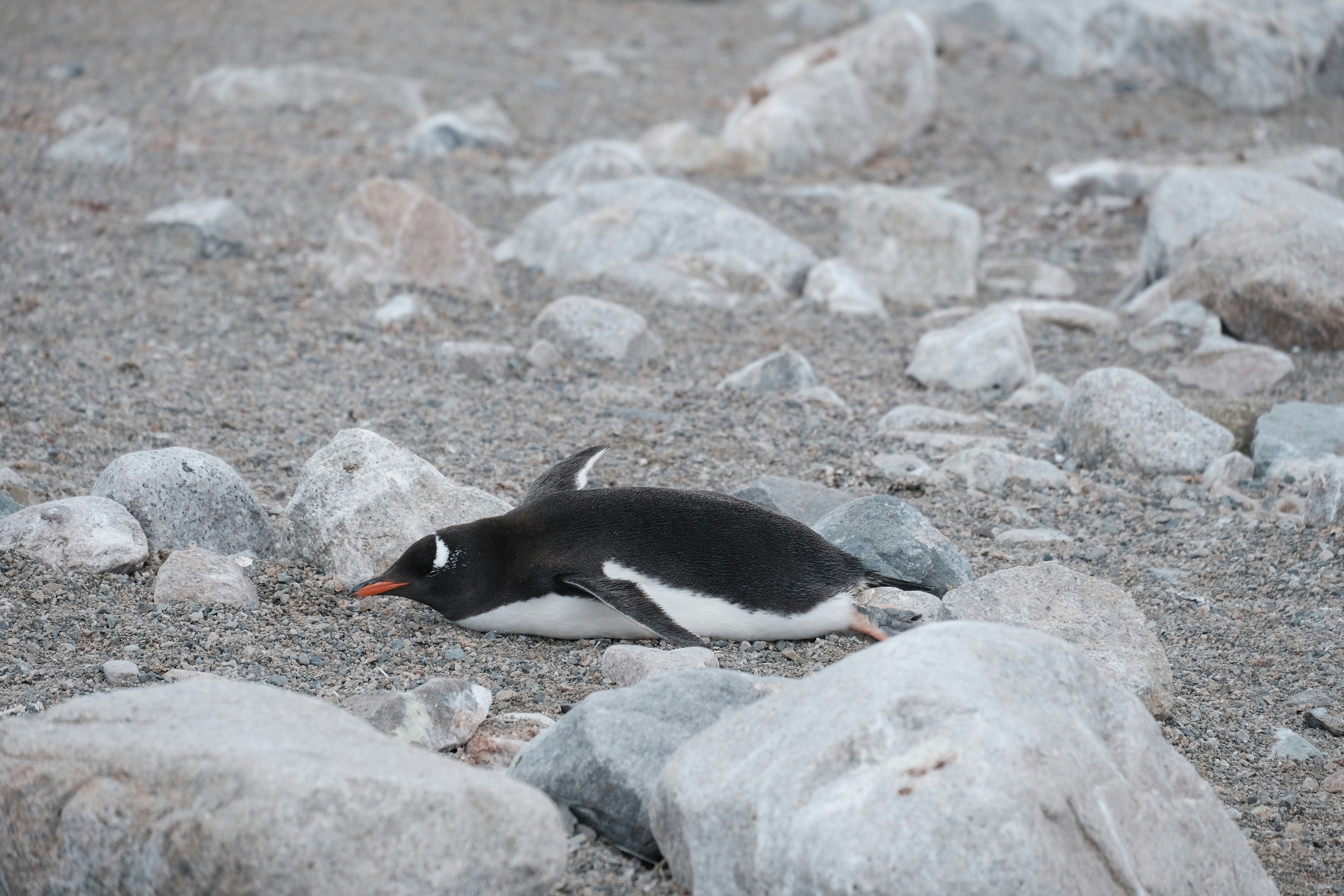 Penguin on Pebbles: A Quiet Moment Among Coastal Stones
