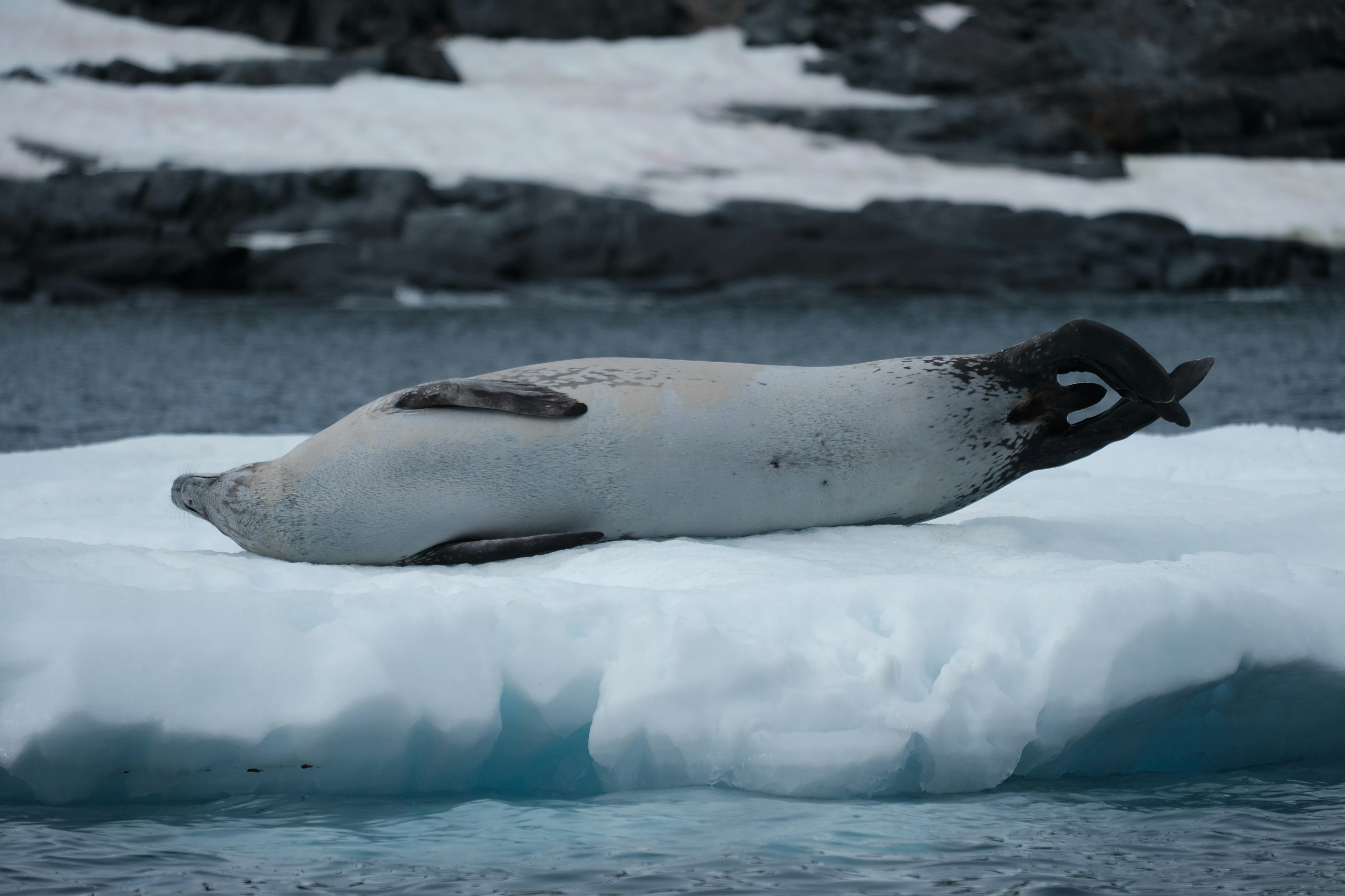 Slumbering on Ice: A Harp Seal Repose by Frigid Waters