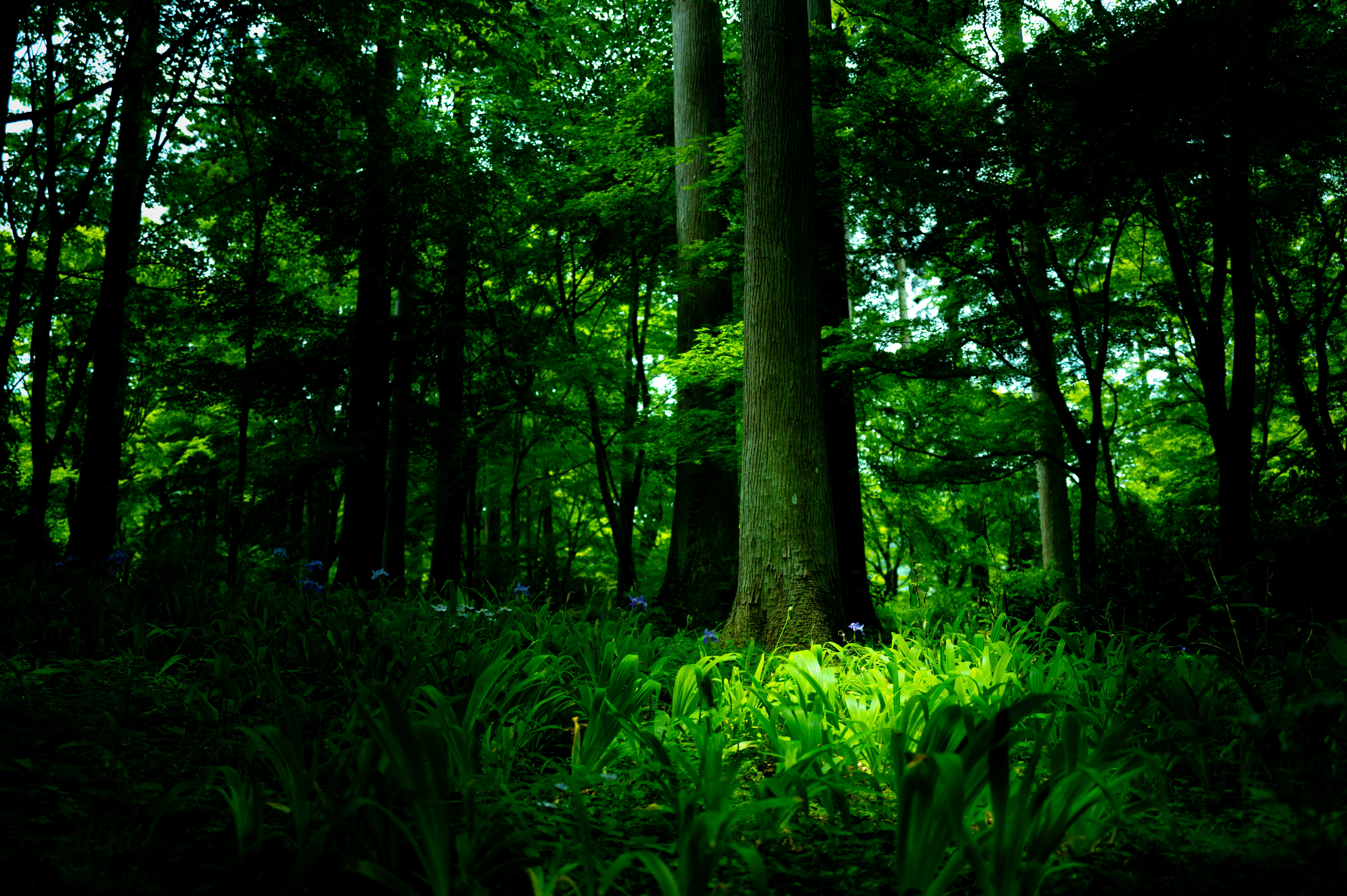 Sunlit Fern Patch at the Trunk of the ancient Tree
