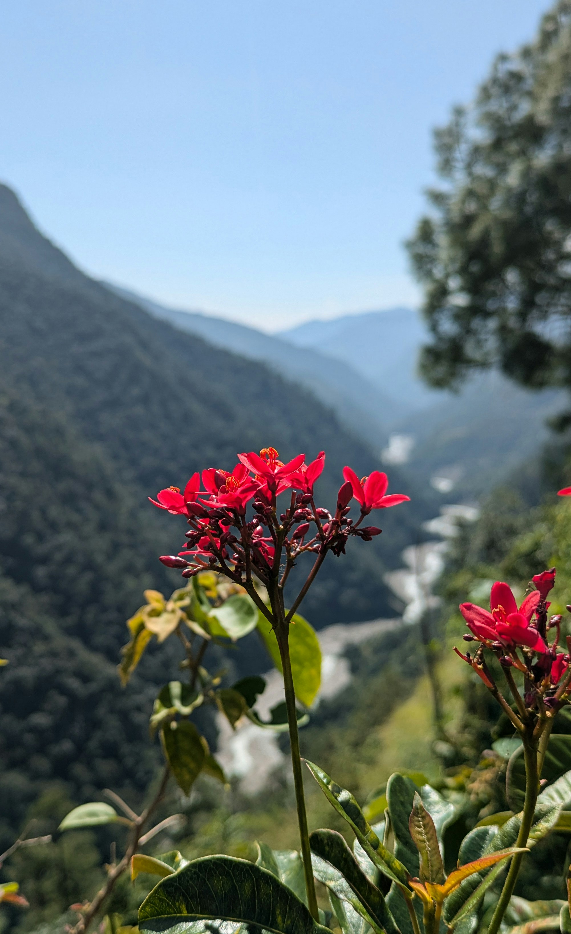Red Bicolor Bloom in a Mountain Veil