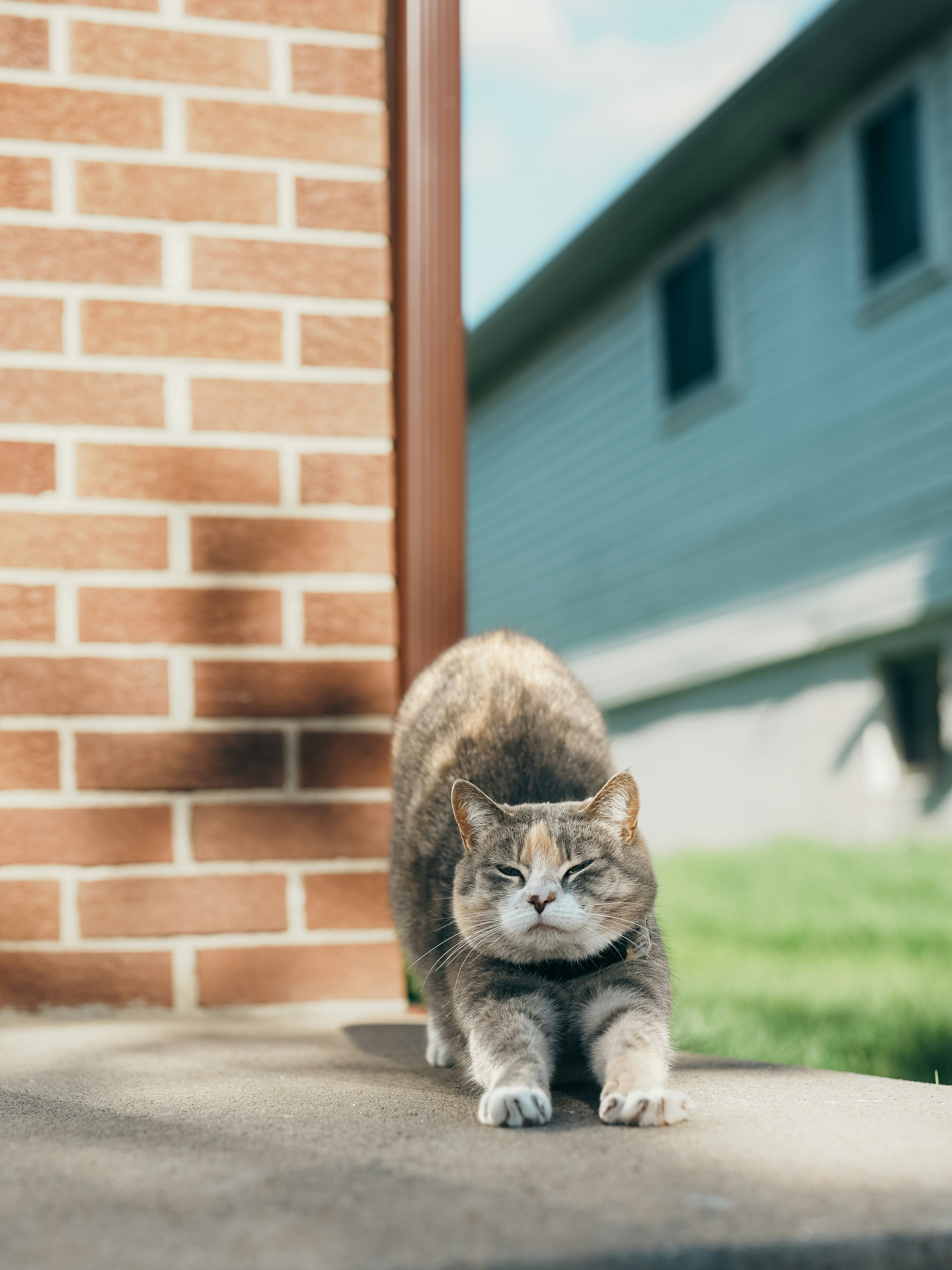 Curled Advertising Pause: A Curious Cat on a Concrete Threshold