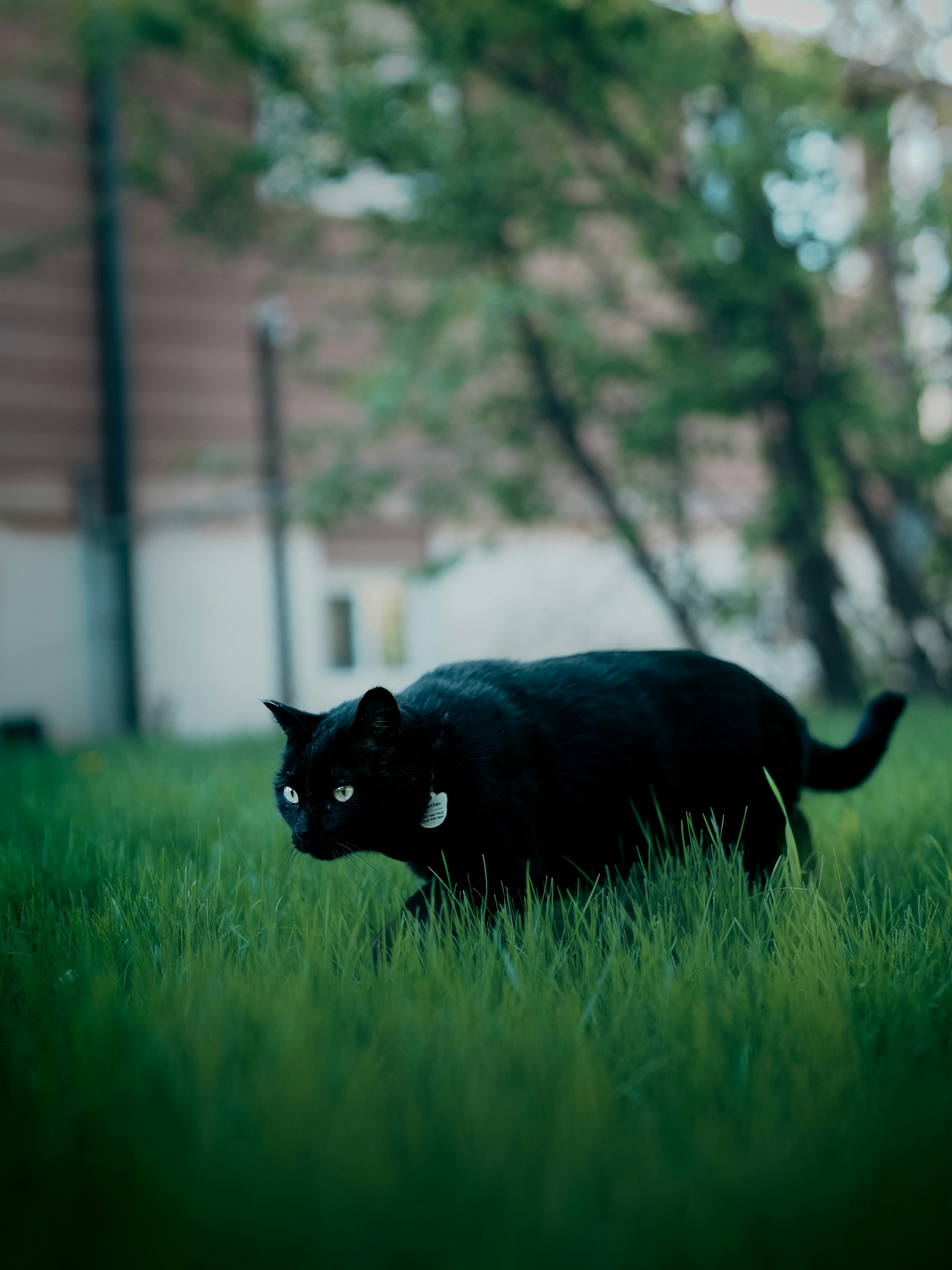 Midfield Stalker: A Black Cat Quietly Probes the Grass