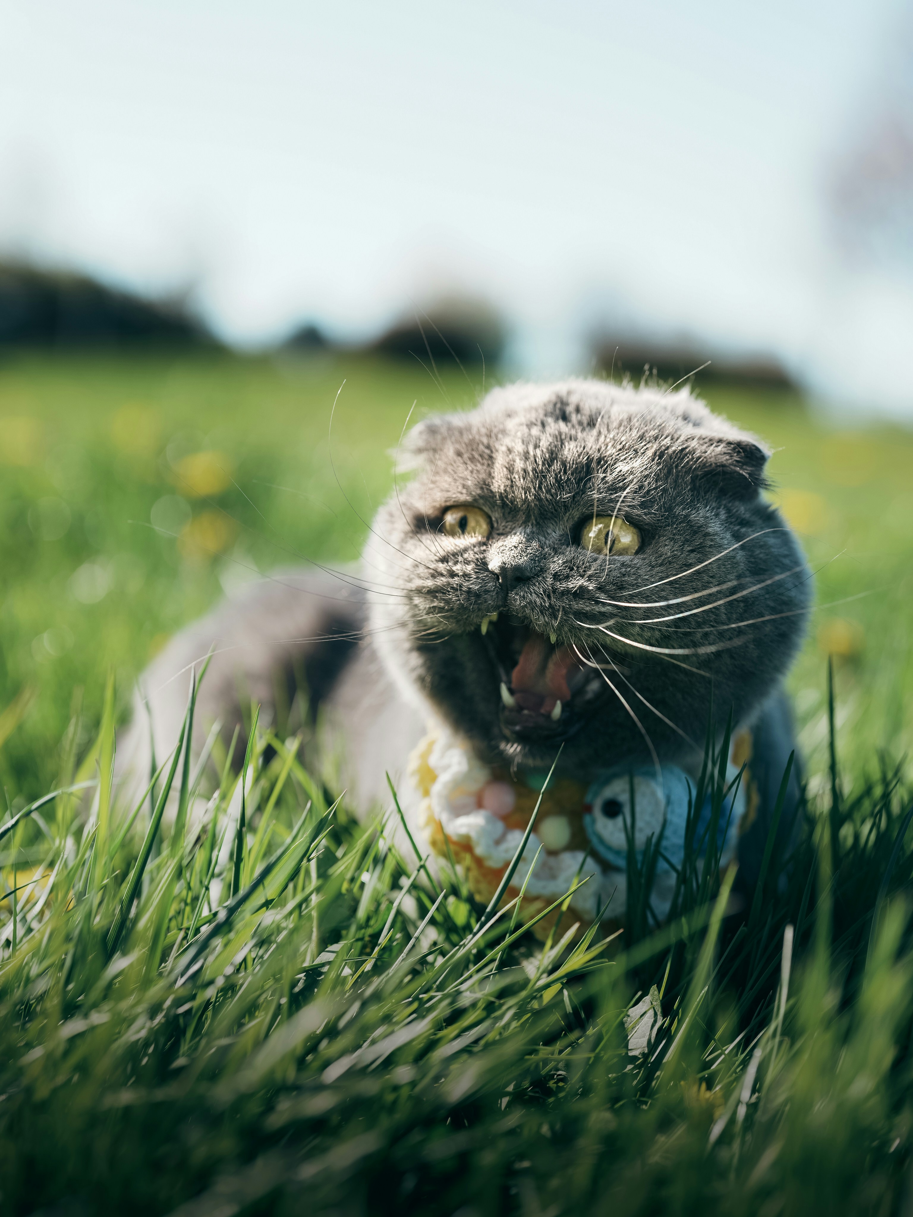 Grin of the Grass: Playful Feline in Sunlit Field