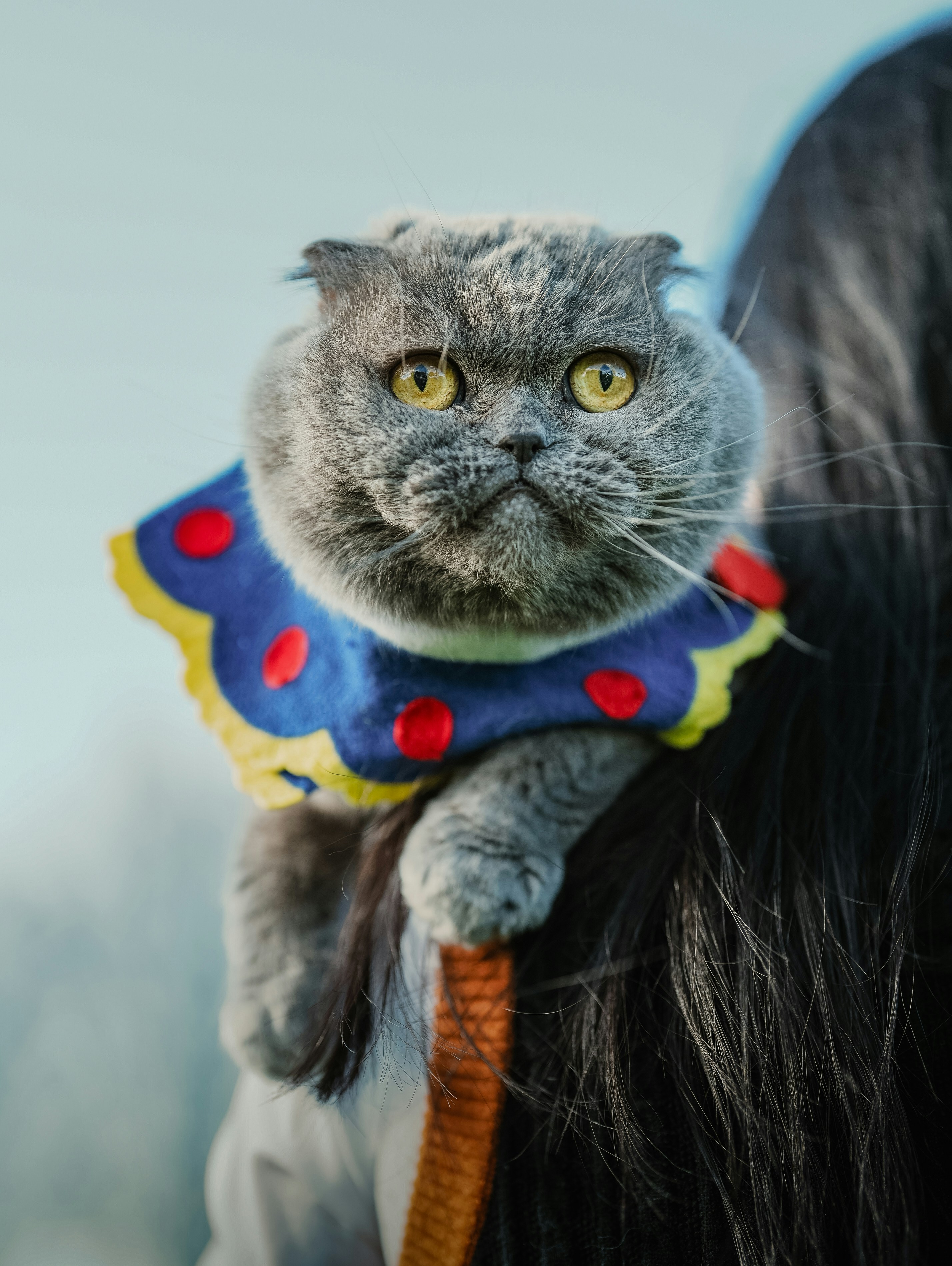 Focused Gaze: A Cat’s Chromatic Scarf in Close Portrait