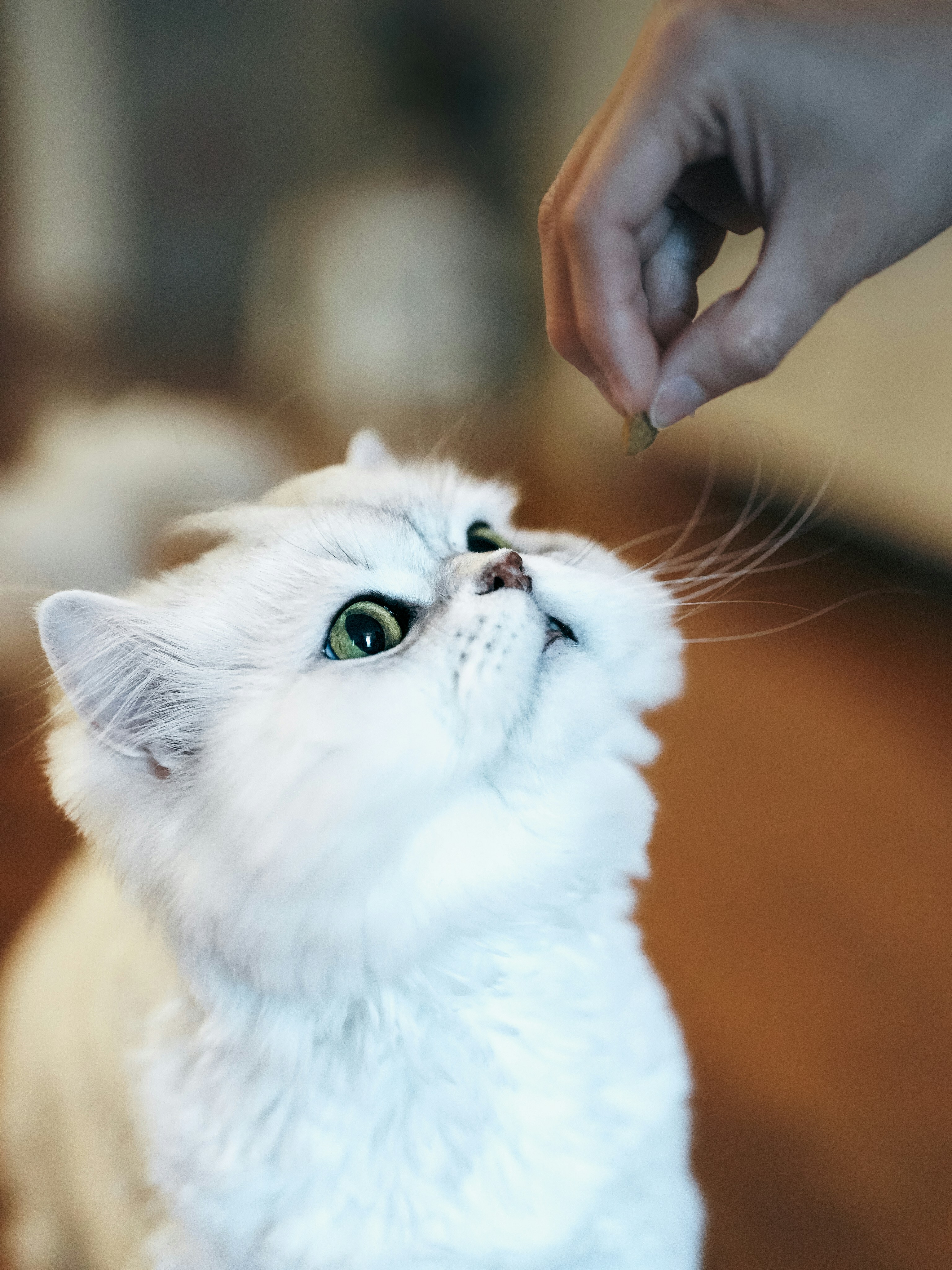 Nibble of a Moment: Cat gazes up as hand offers a treat