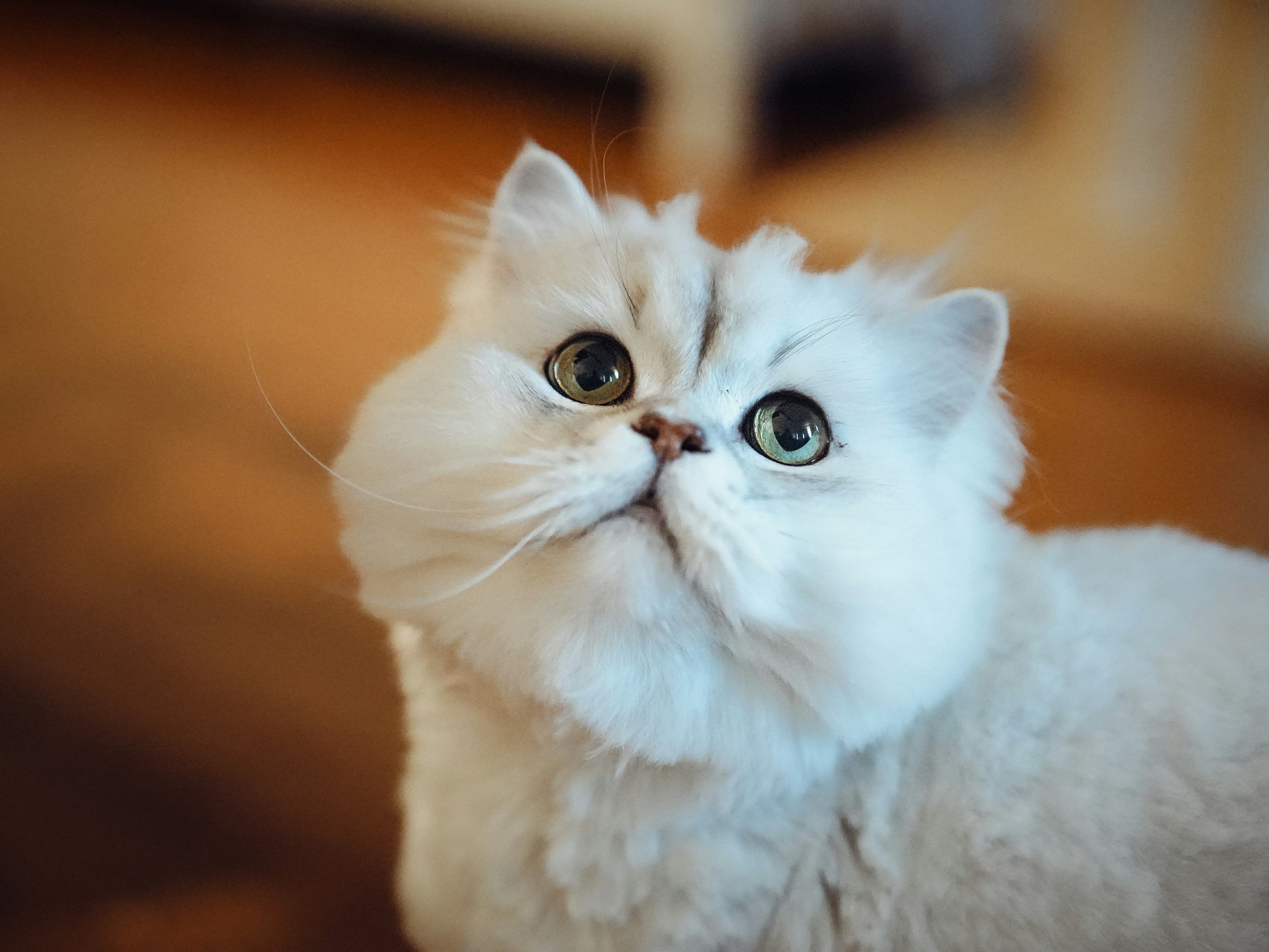Curious Whiskers: a white Persian gazes upward