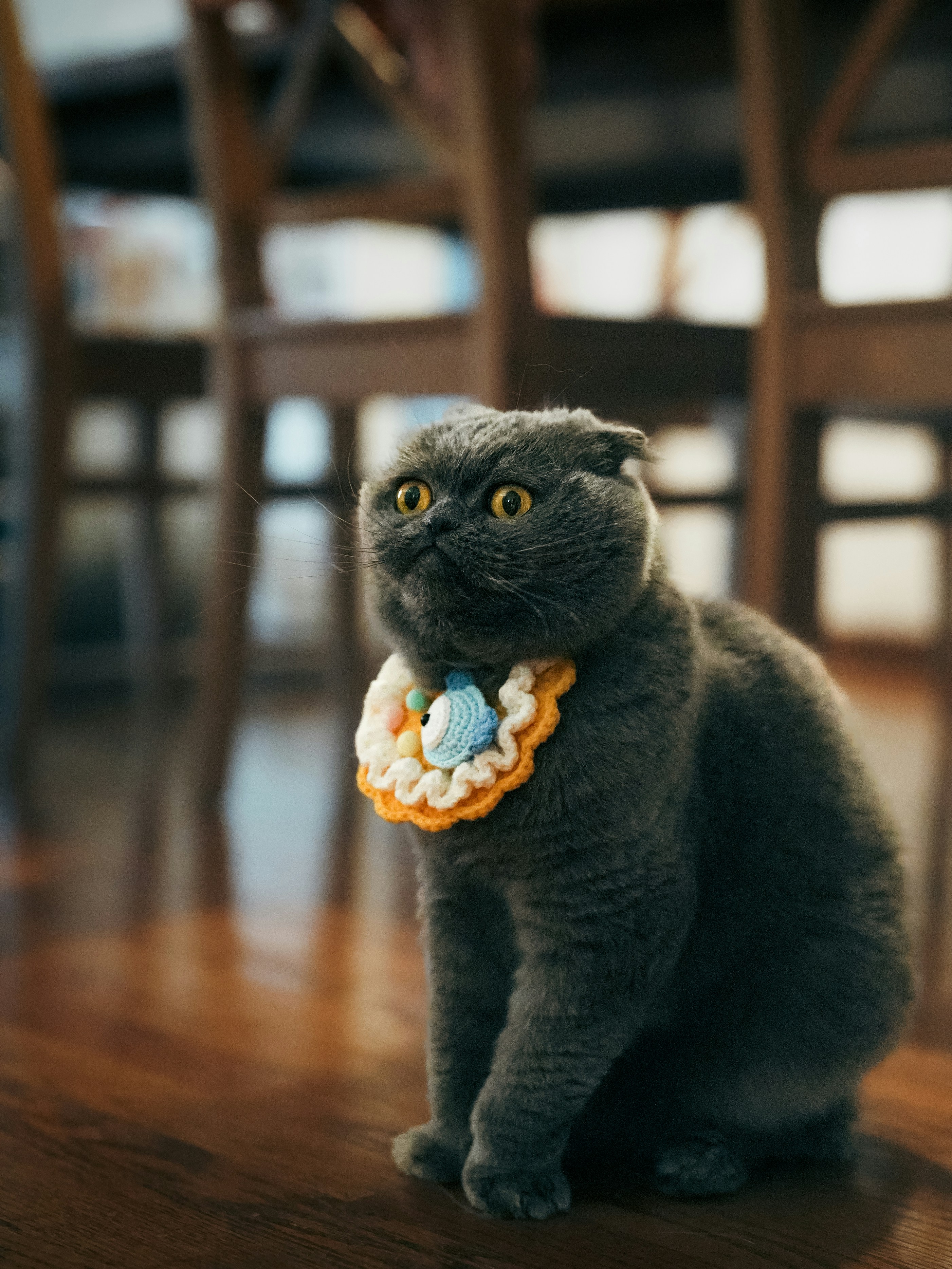 Curious Kitty in a Nutmeg Collar