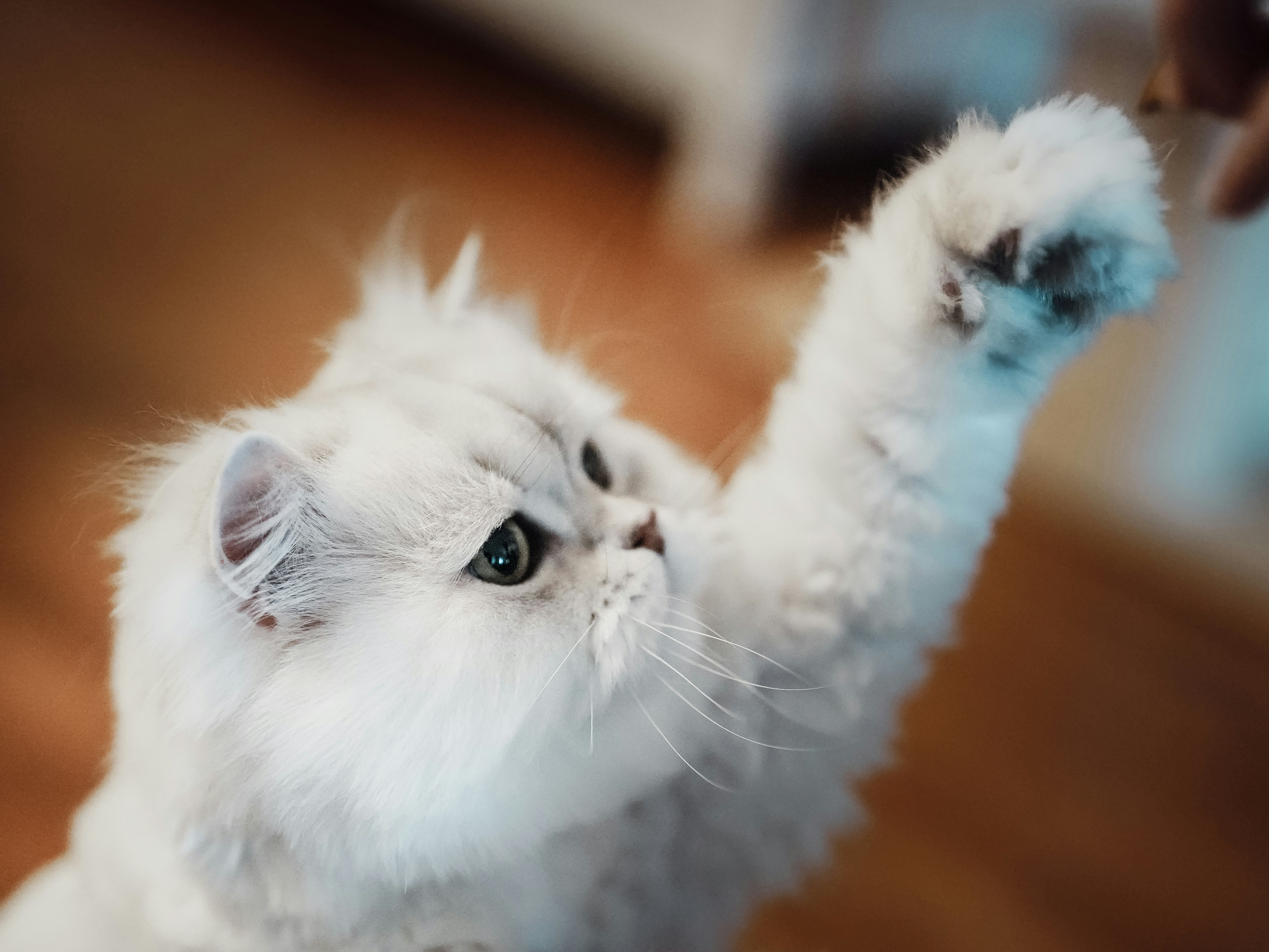 White Persian Reach: A Playful Paw in Focus