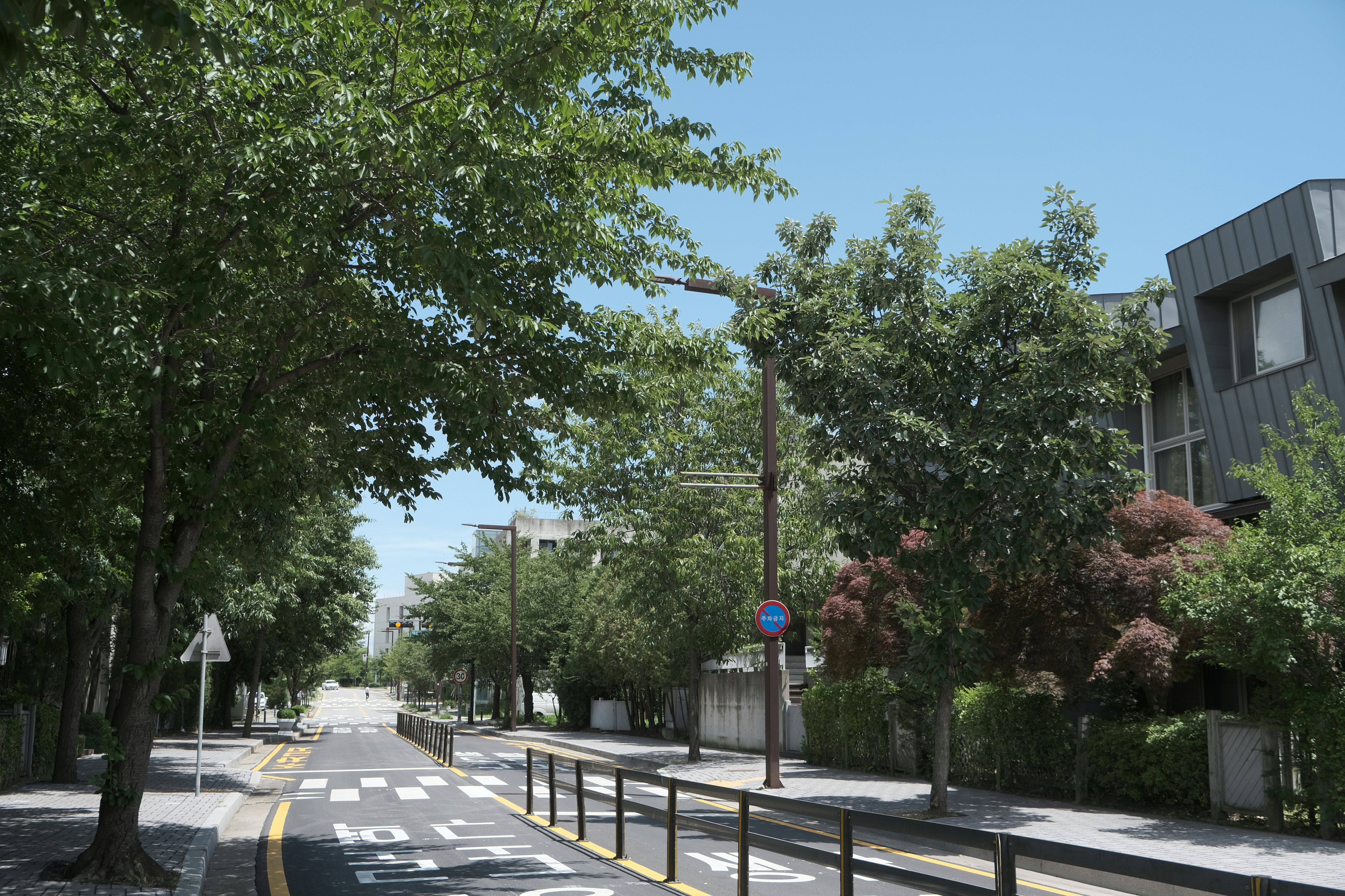 Sunlit City Lane: Quiet Street with Green Canopy