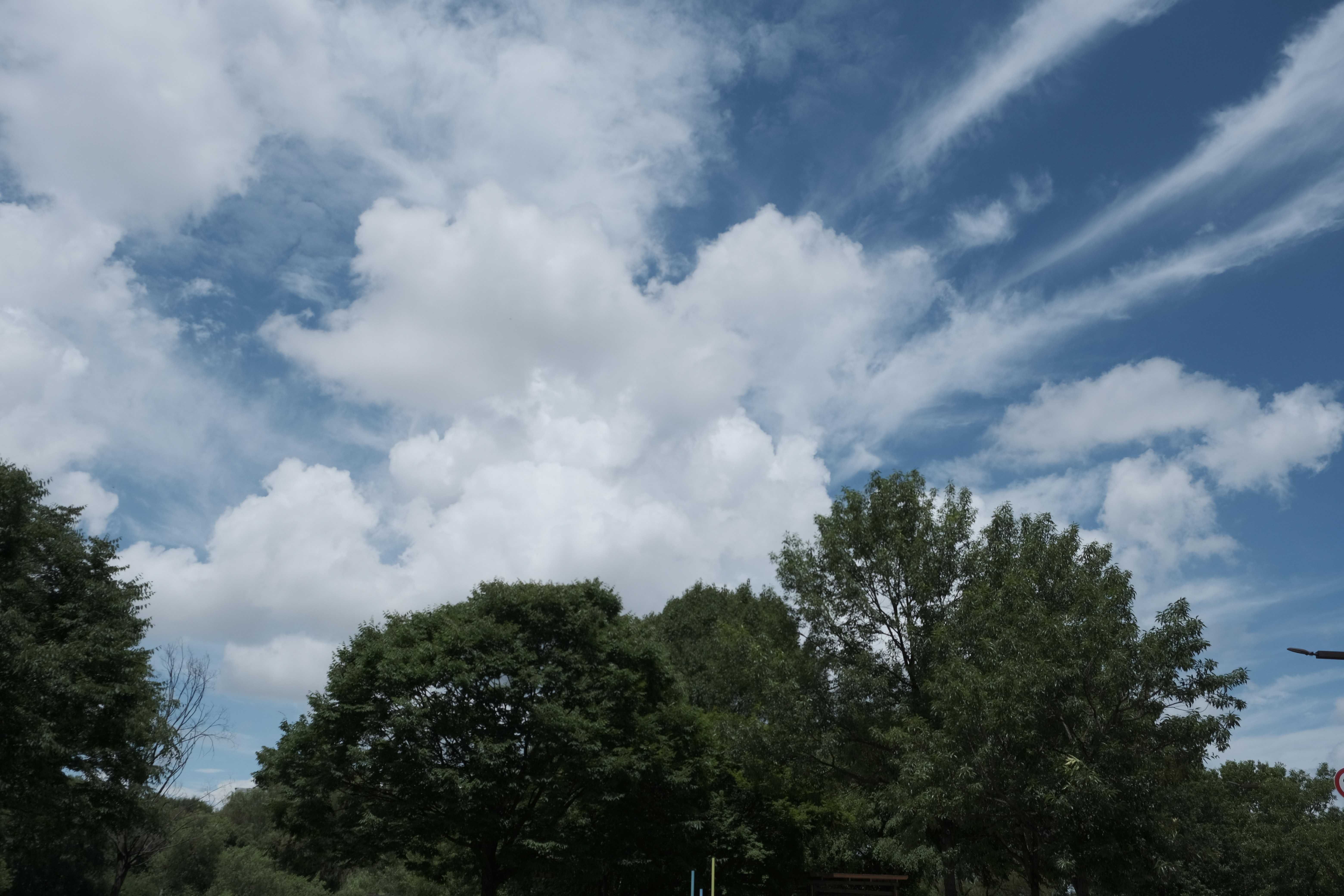 Cumulus Canopy Over Quiet Park