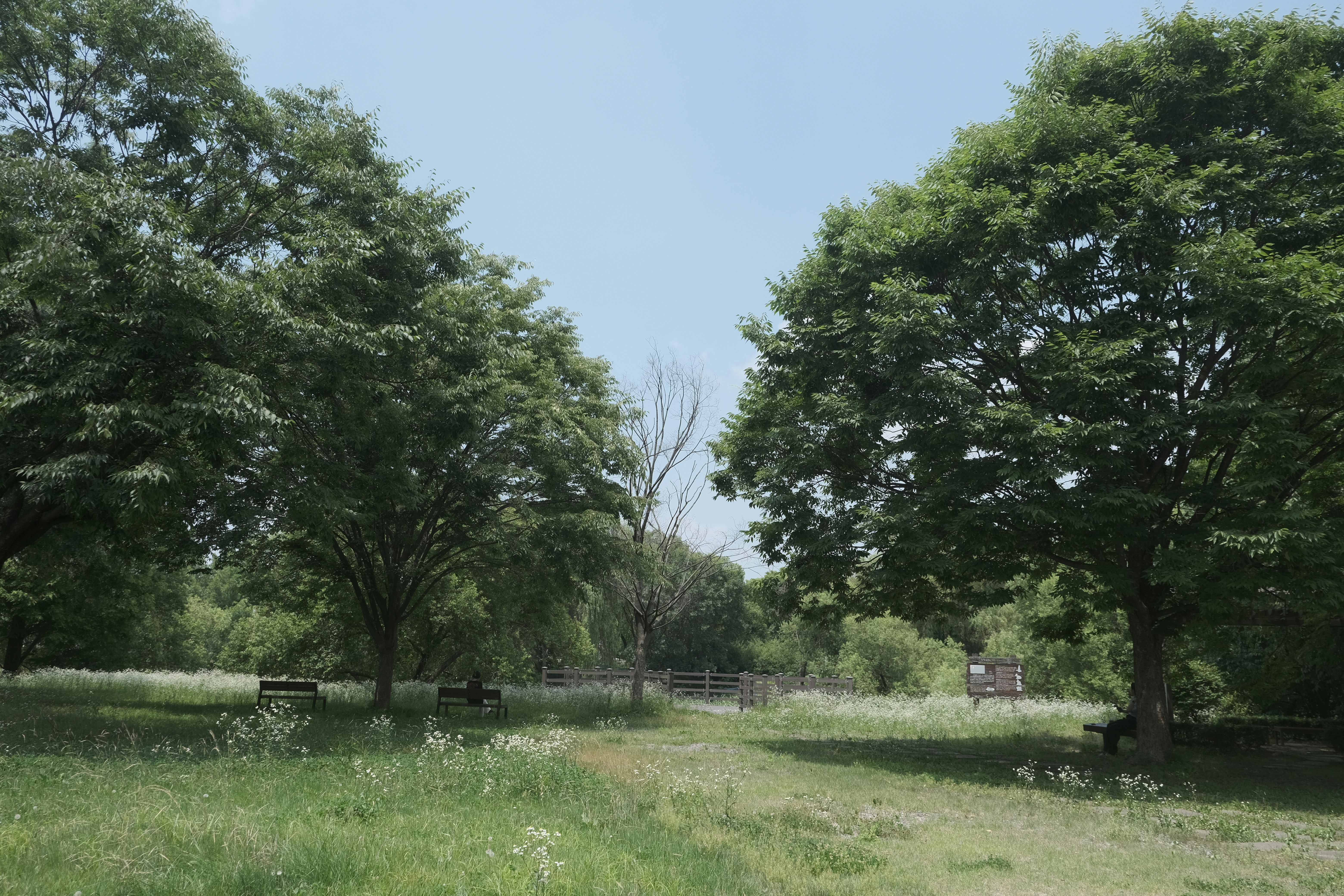 Sunlit Oaks Park: A Quiet Afternoon Under Shelter of Trees