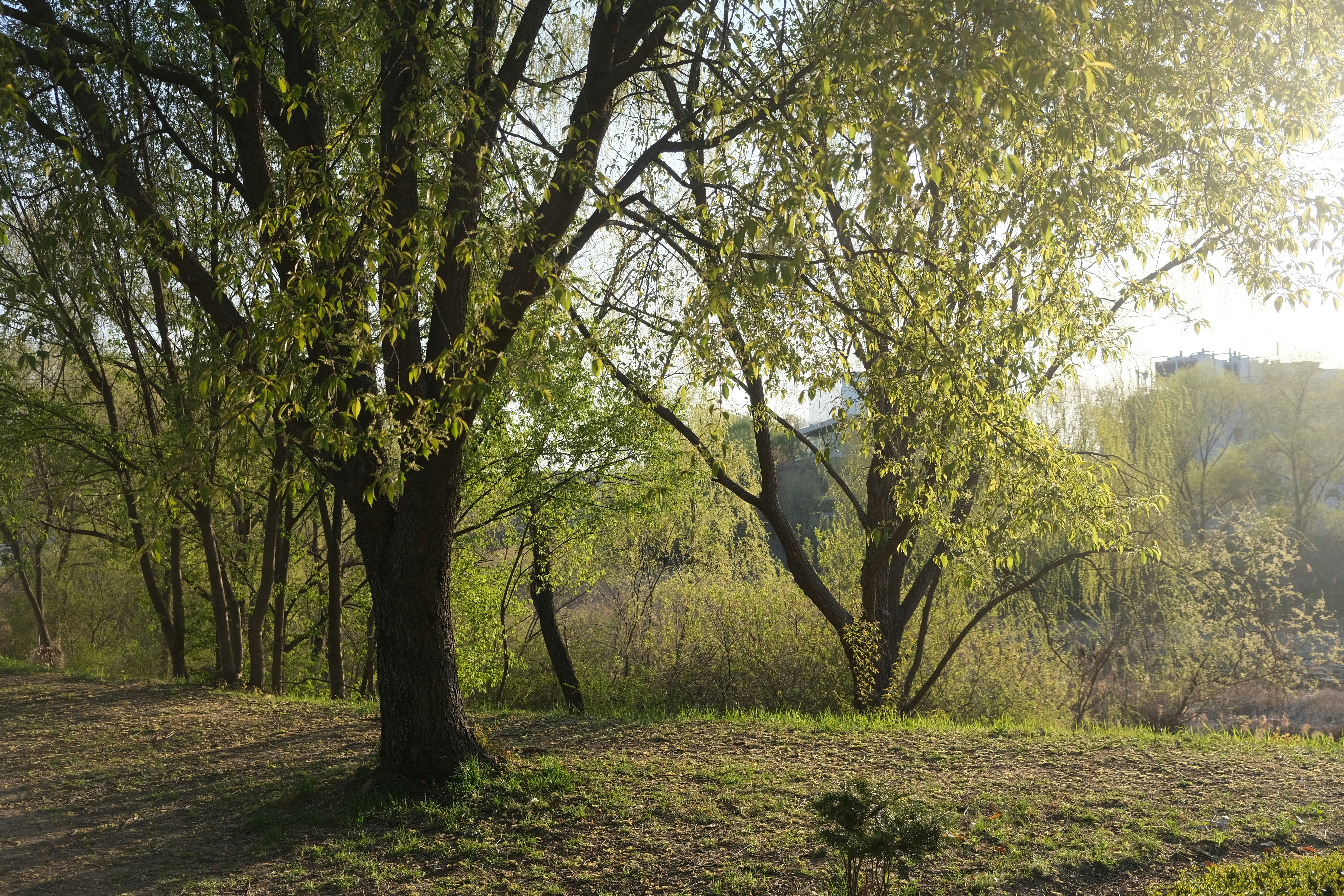 Sunlit Trees at the Edge of a Quiet Crest