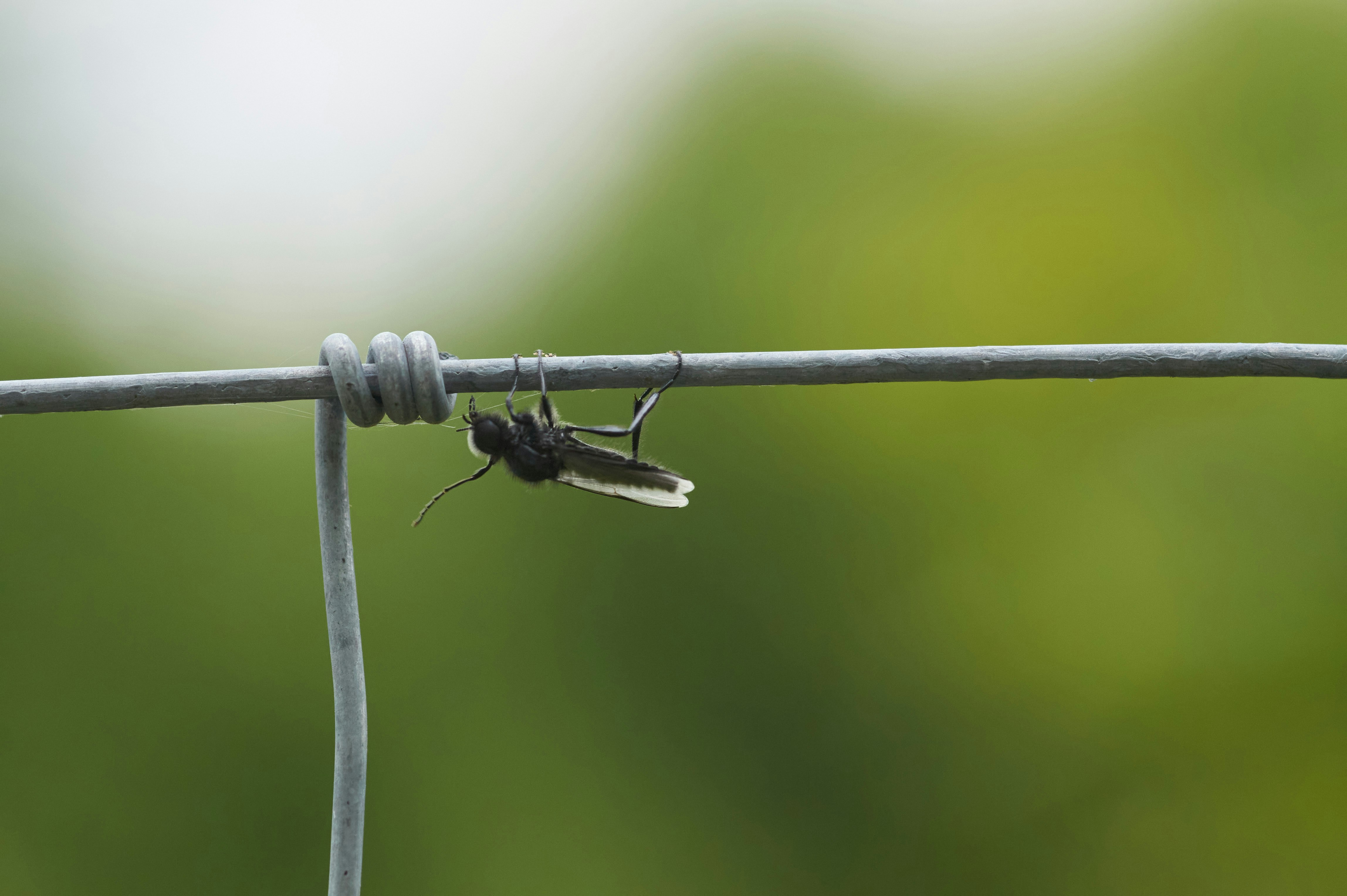 A close-up of a dragonfly perched on a thin barbed wire against a soft green background. This shot emphasizes the insect's body and wing details with a shallow depth of field.