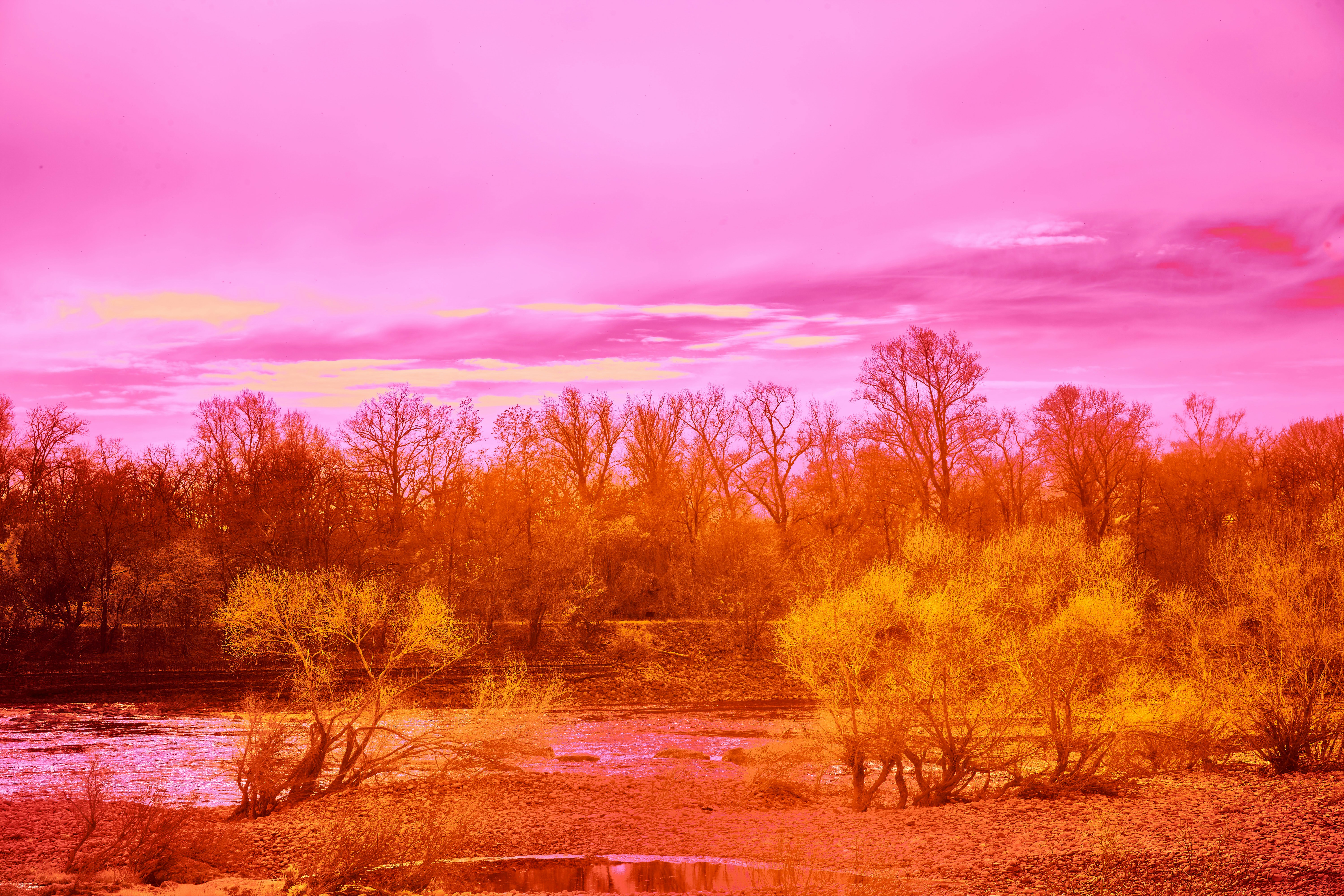 Radiant Orchard at Dusk