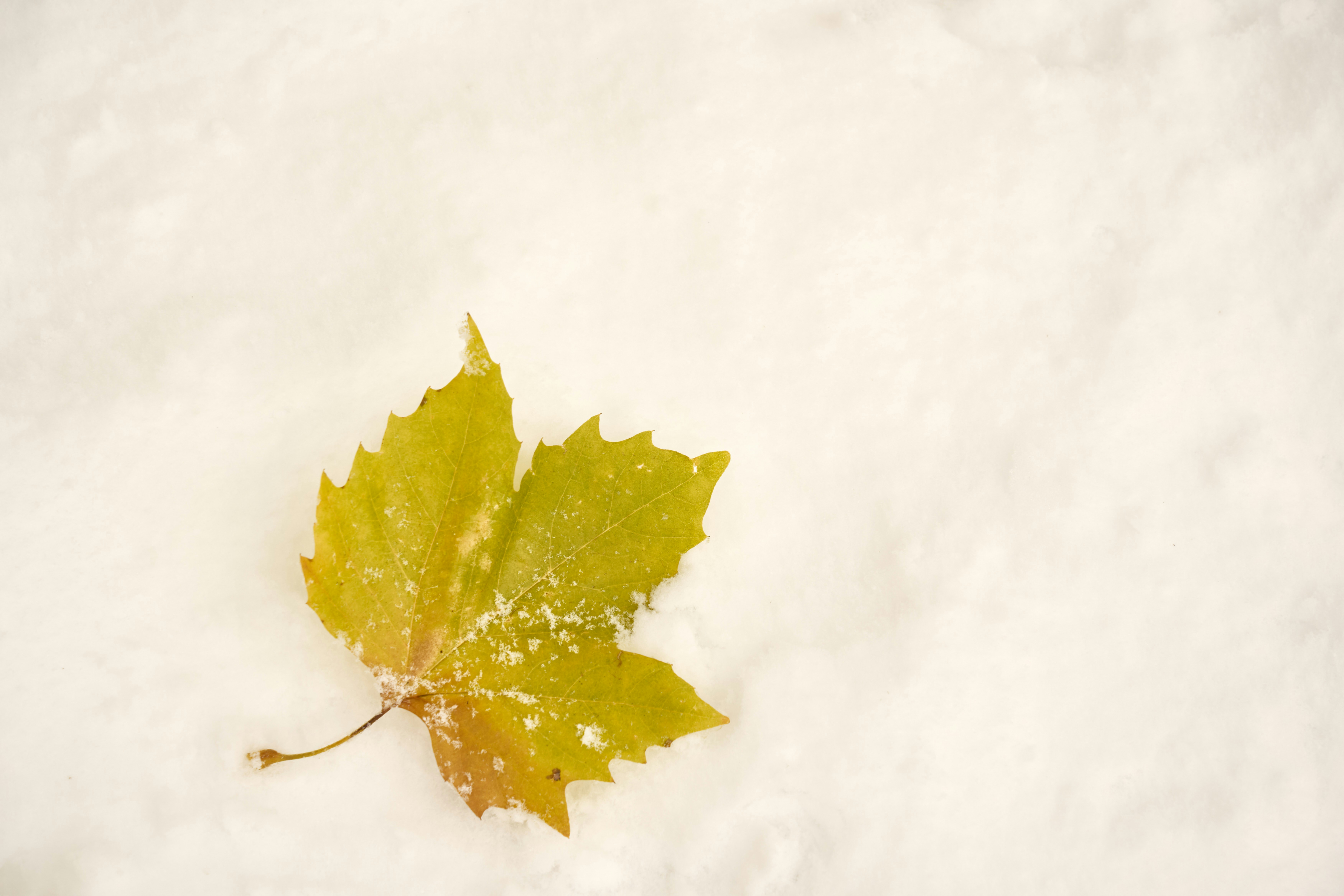 Solitary Maple Leaf on a Quiet Plain