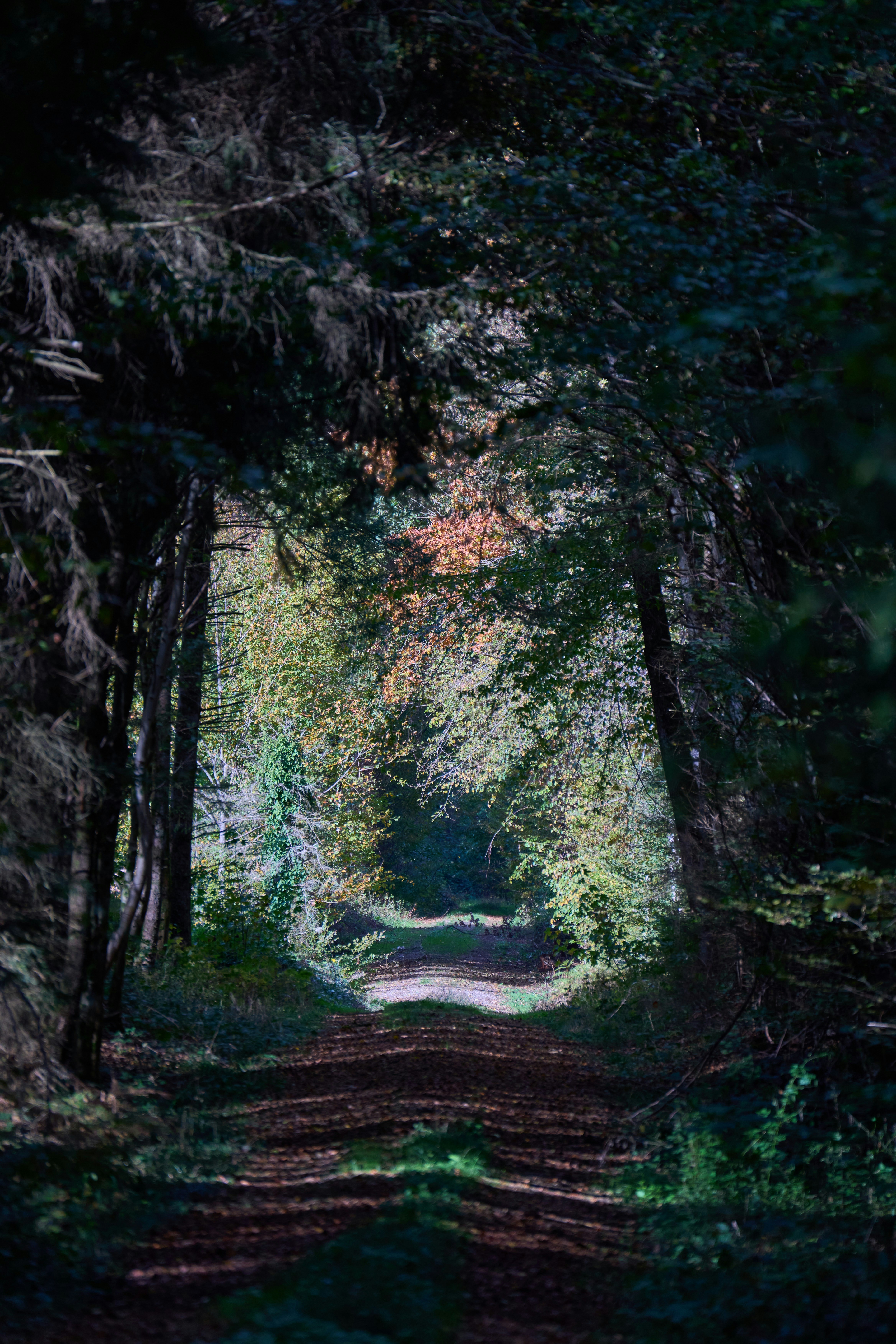 Forest Archway: Sunlit Path Through a Canopy Corridor