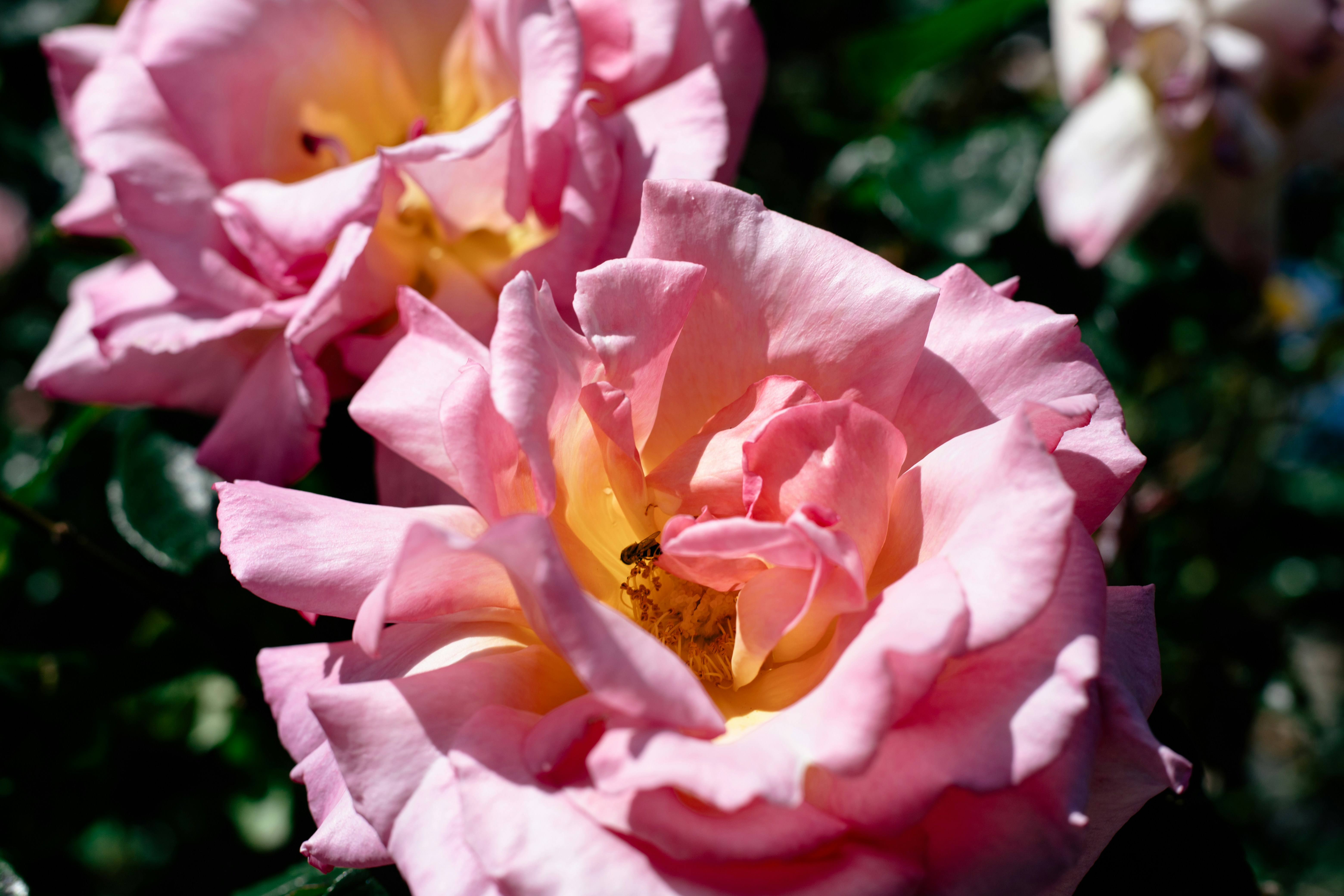 Rosy Bloom in Sunlit Petals