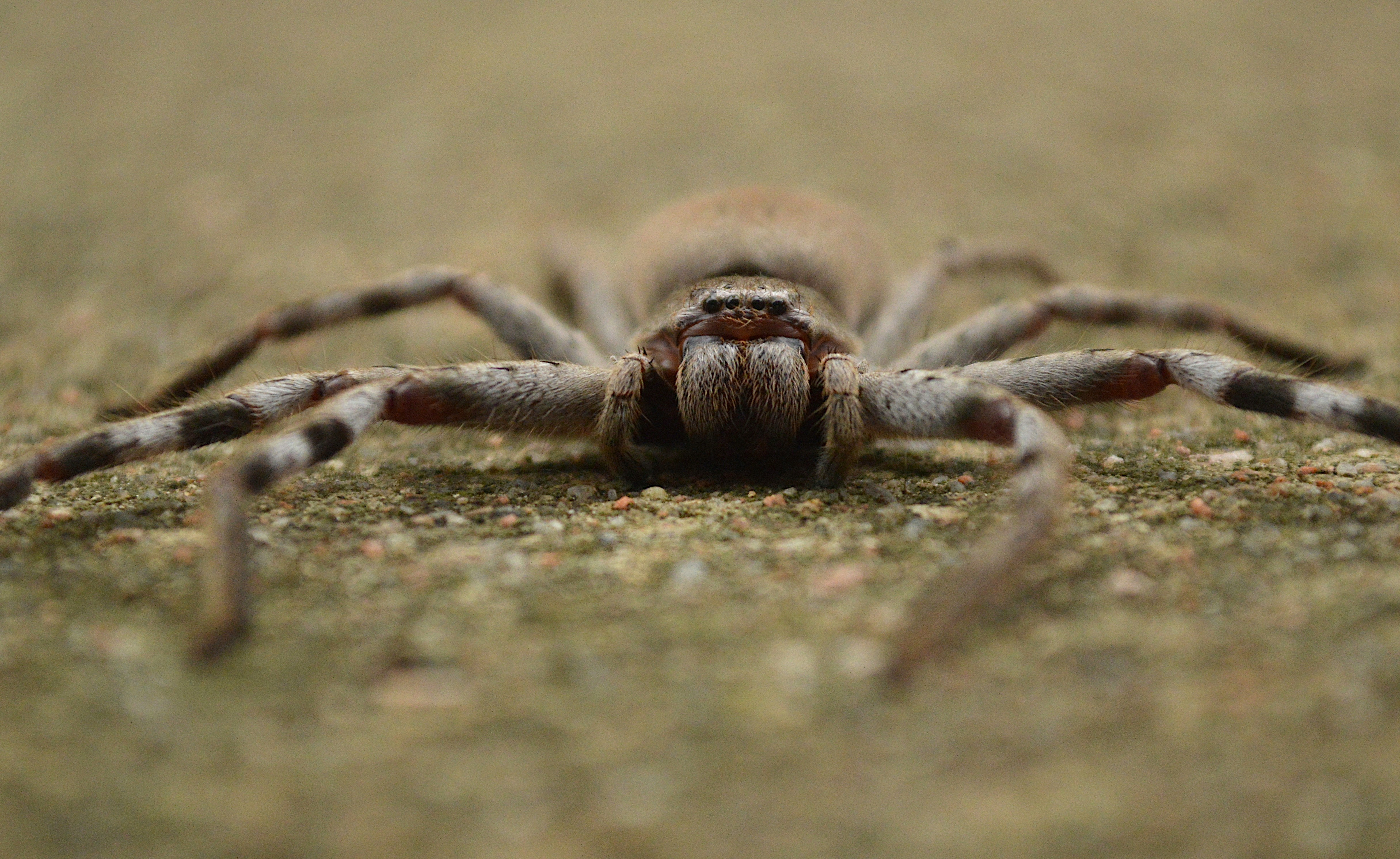 Low-Angle Close-Up: Ground-Curve Spider Gaze