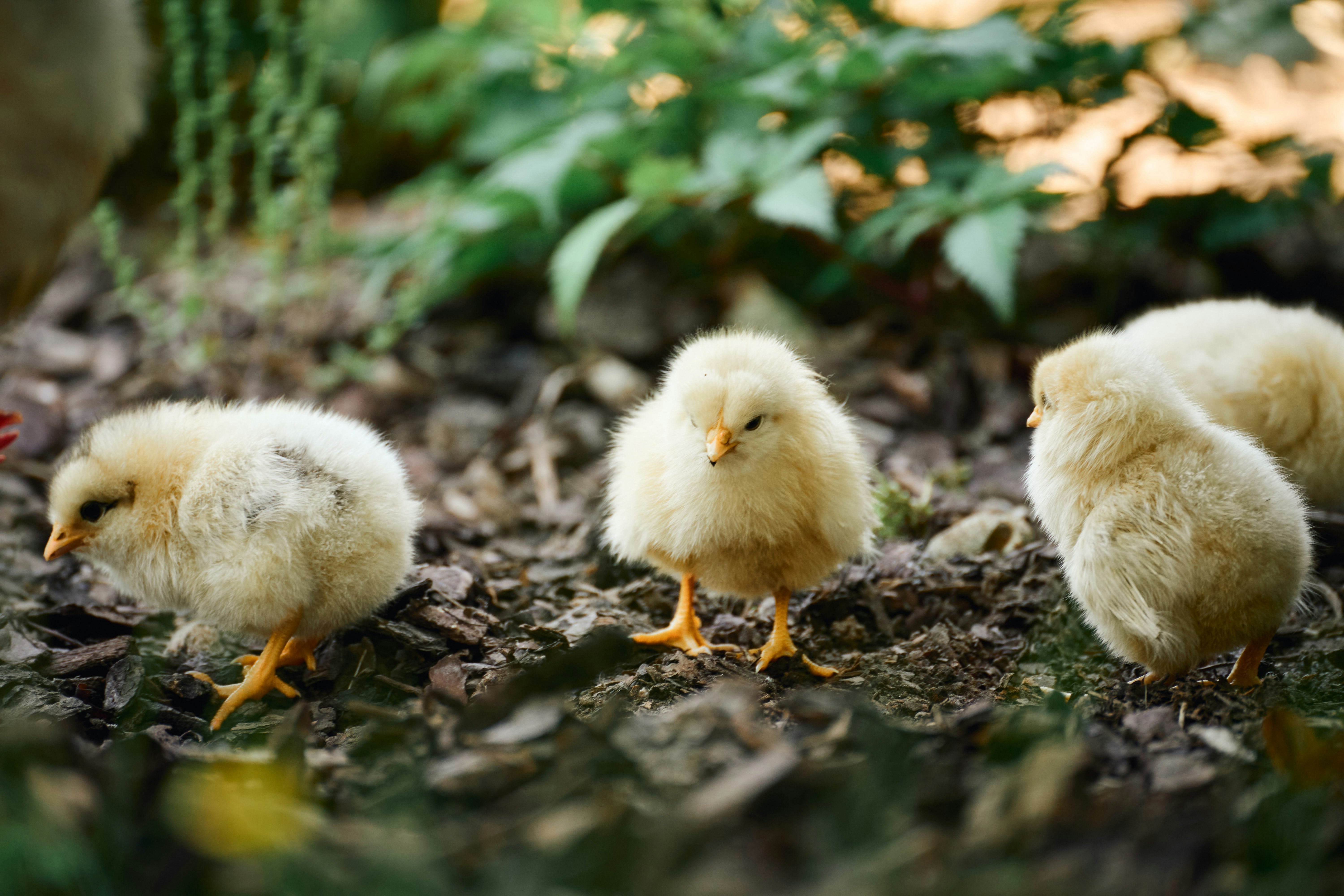 Three Downy Chicks Explore the Forest Floor
