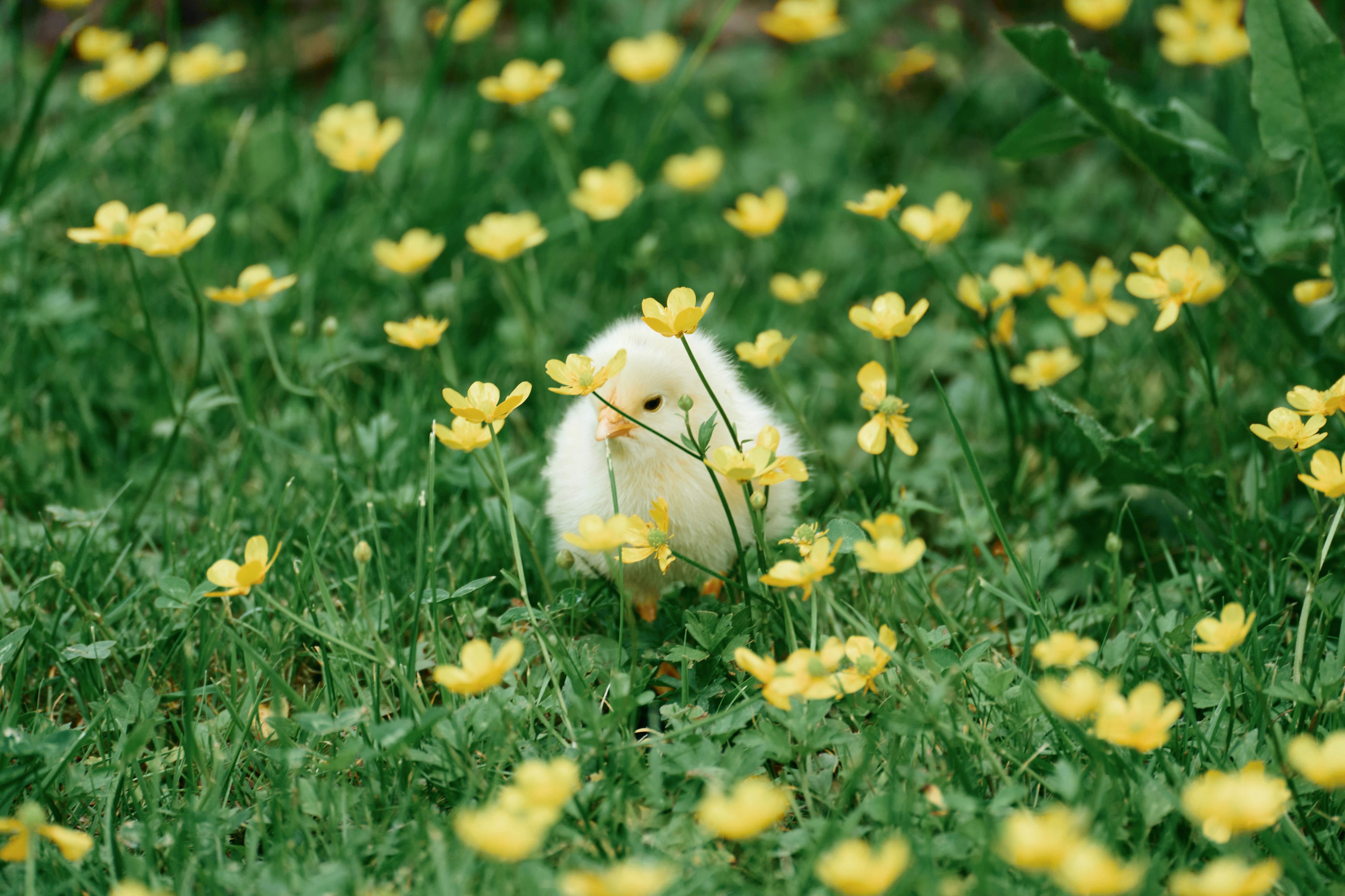 A Small White Fluff Amid Golden Meadow