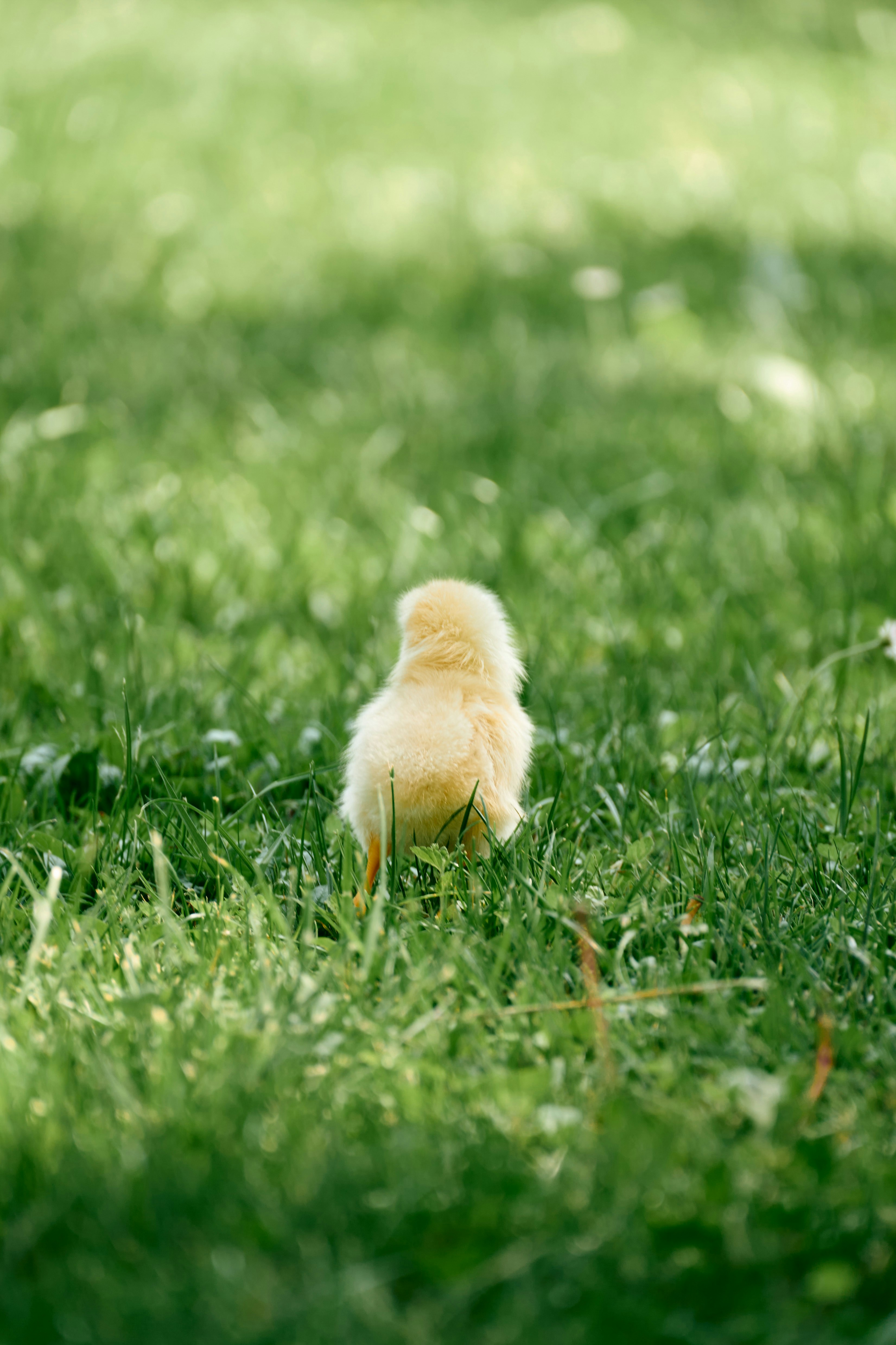 Golden Pup in a Sunlit Meadow