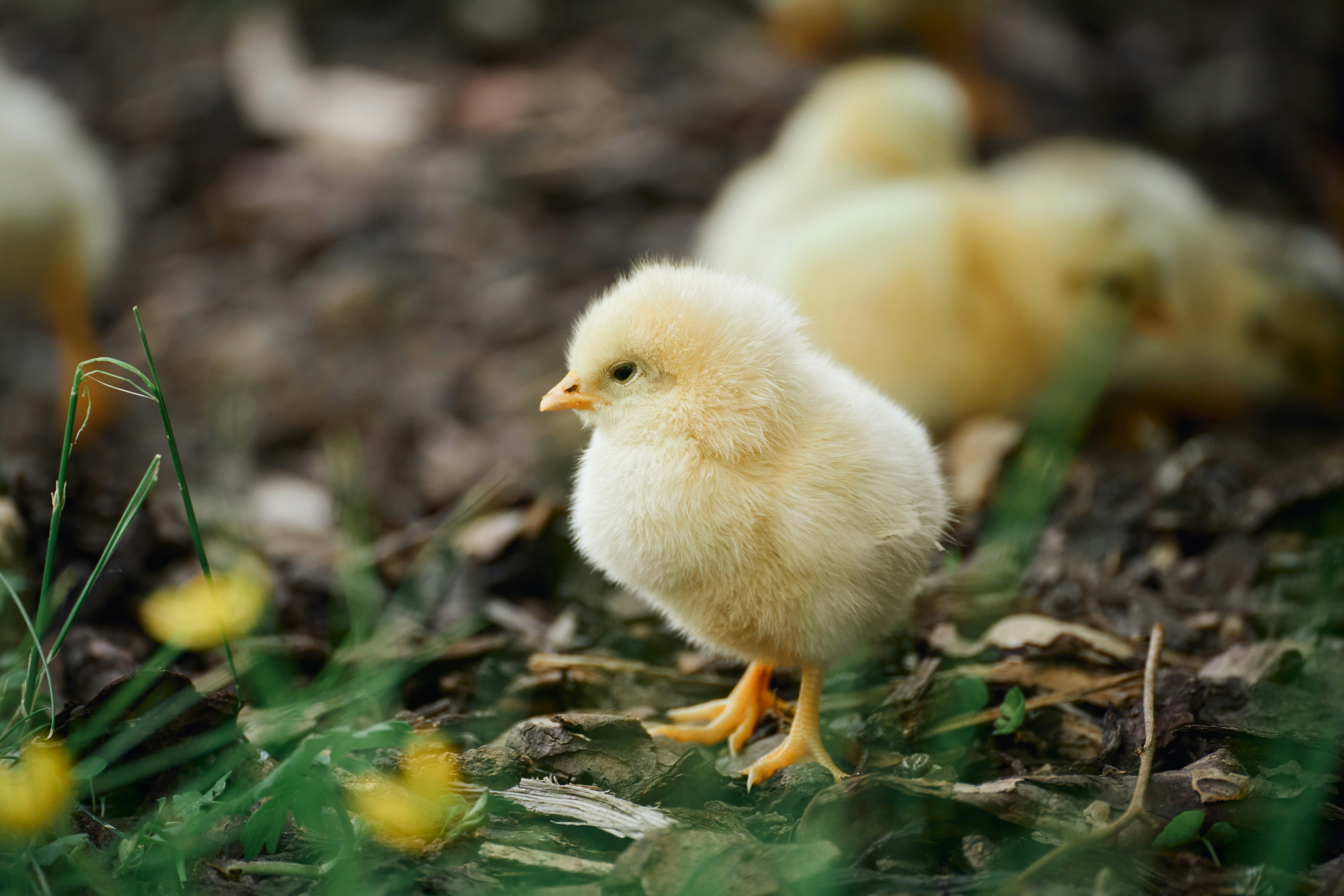 Tender Chick Amid Fallen Leaves Under Soft Morning Light