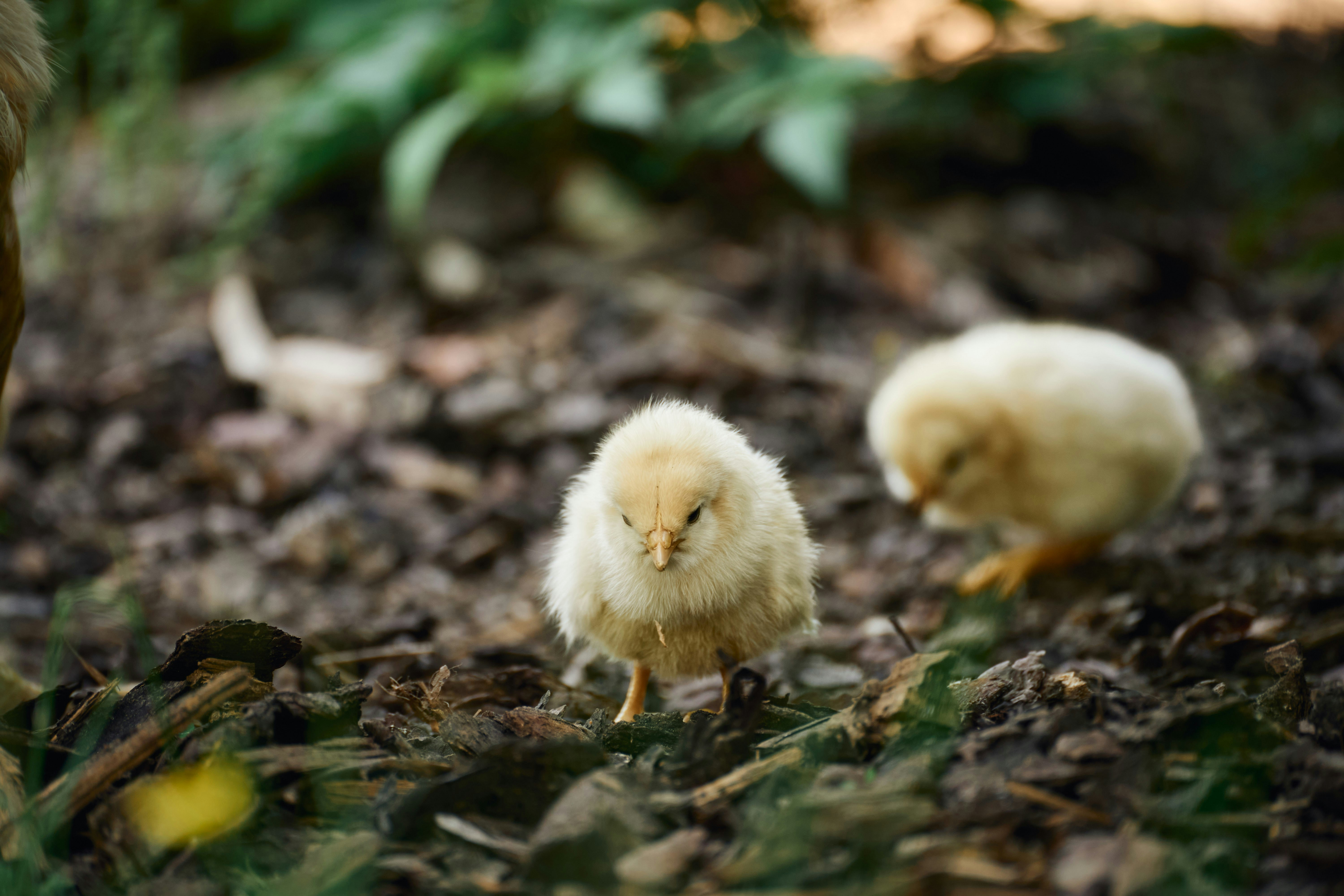 Fluffy Ground Nest: Chirping Hatchlings in Dappled Shade