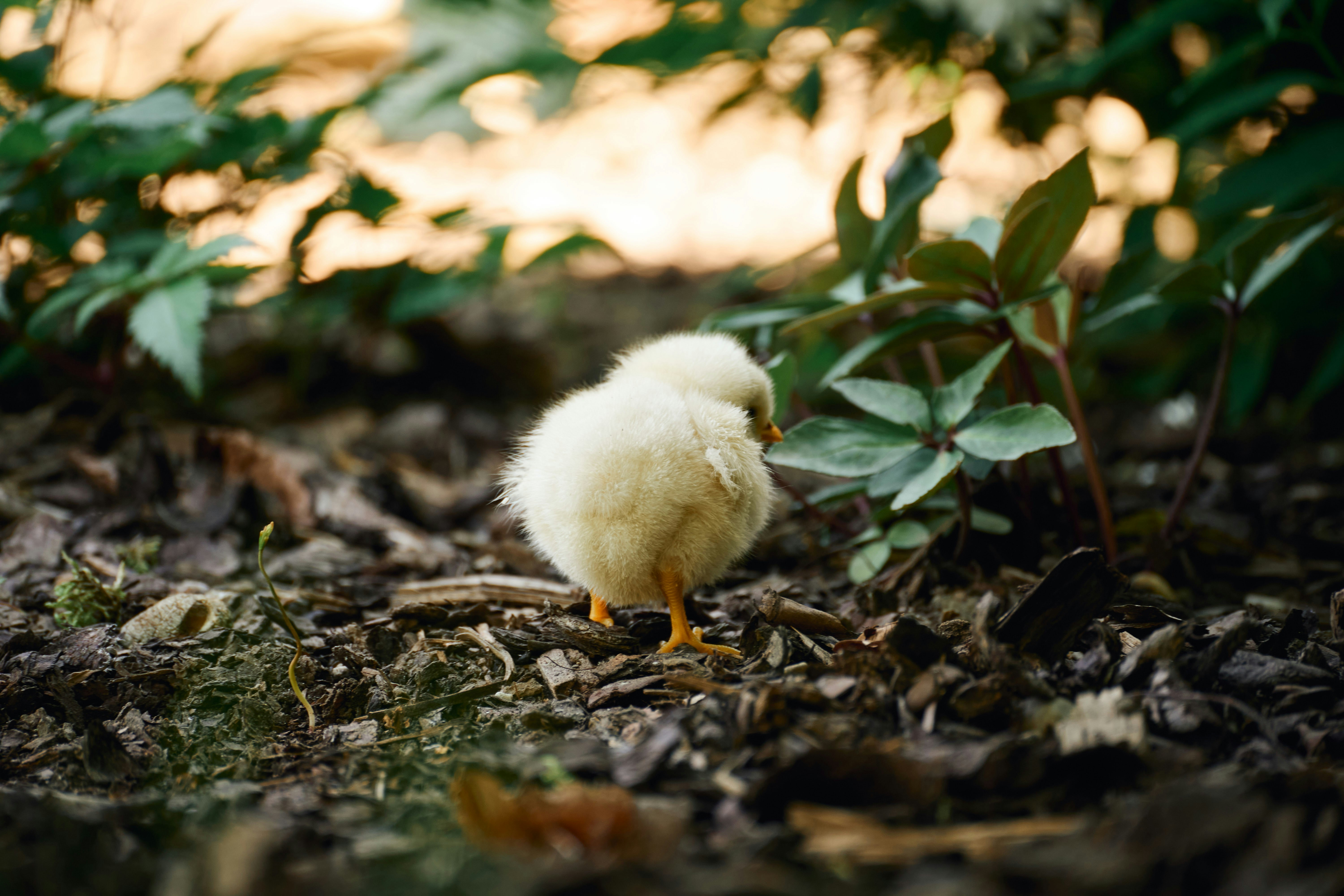 A Downy Wanderer in a Quiet Garden