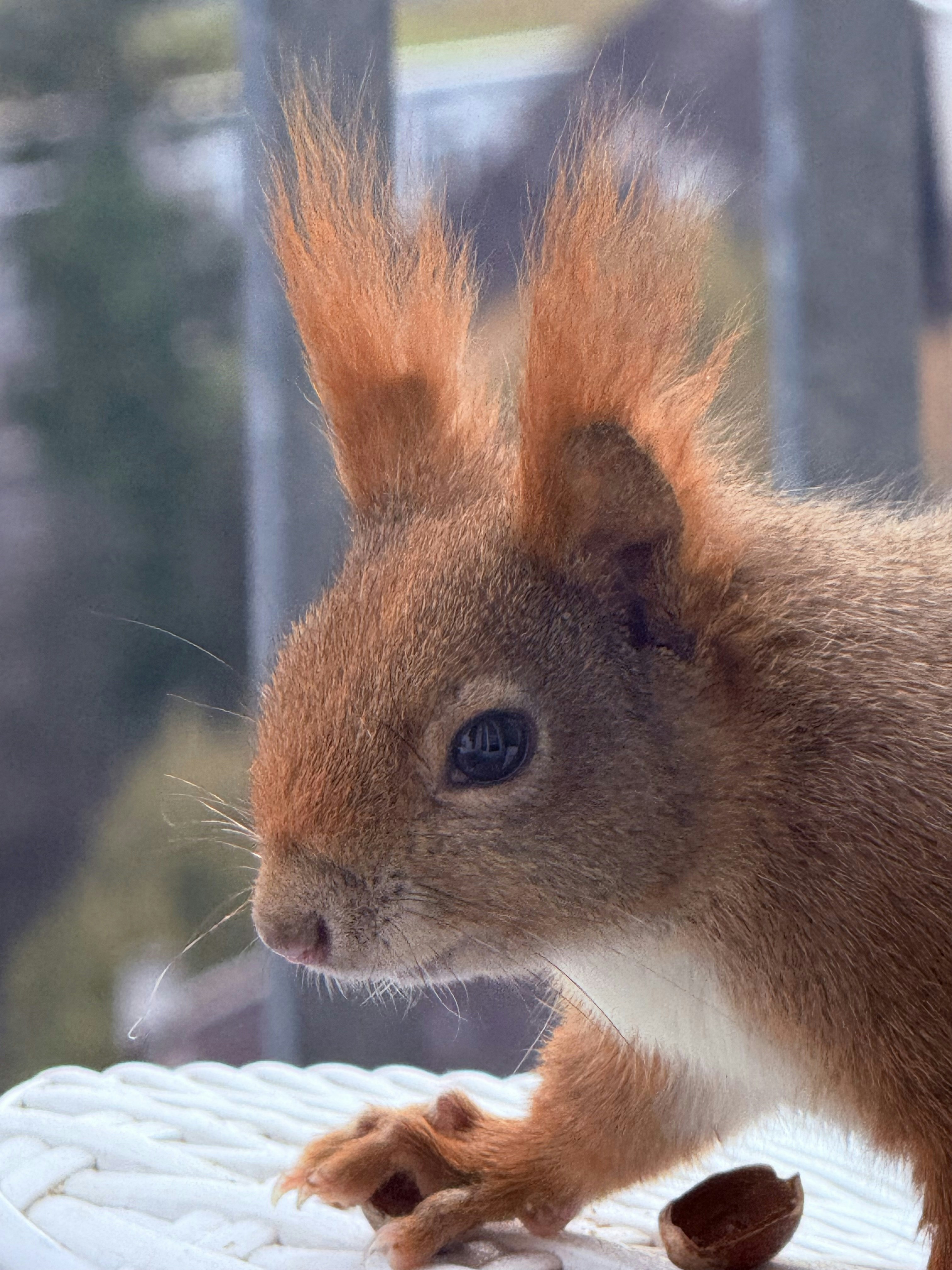 Curious Red Squirrel Adrift on a Sunlit Terrace