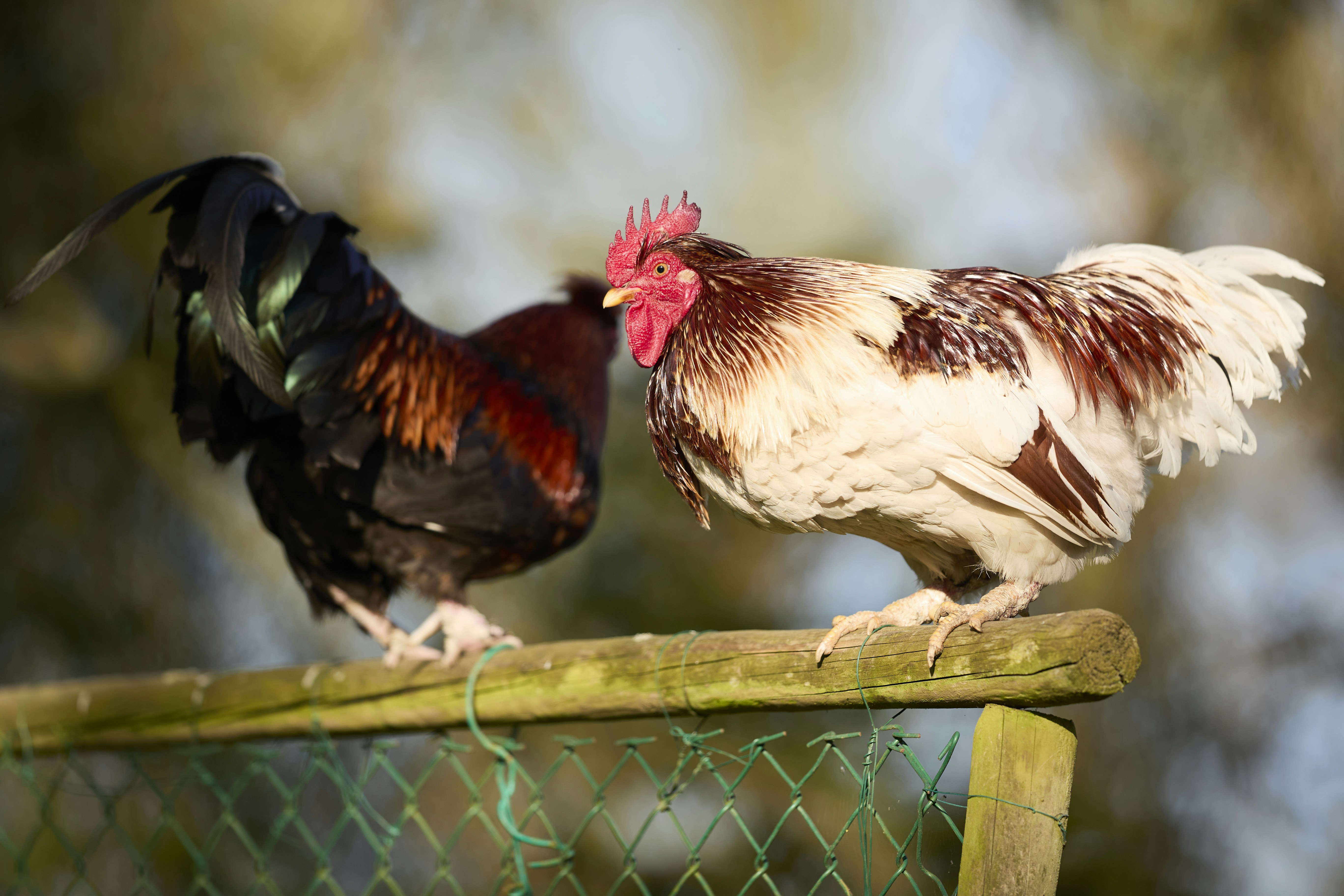 Cocks on a Sunlit Fence