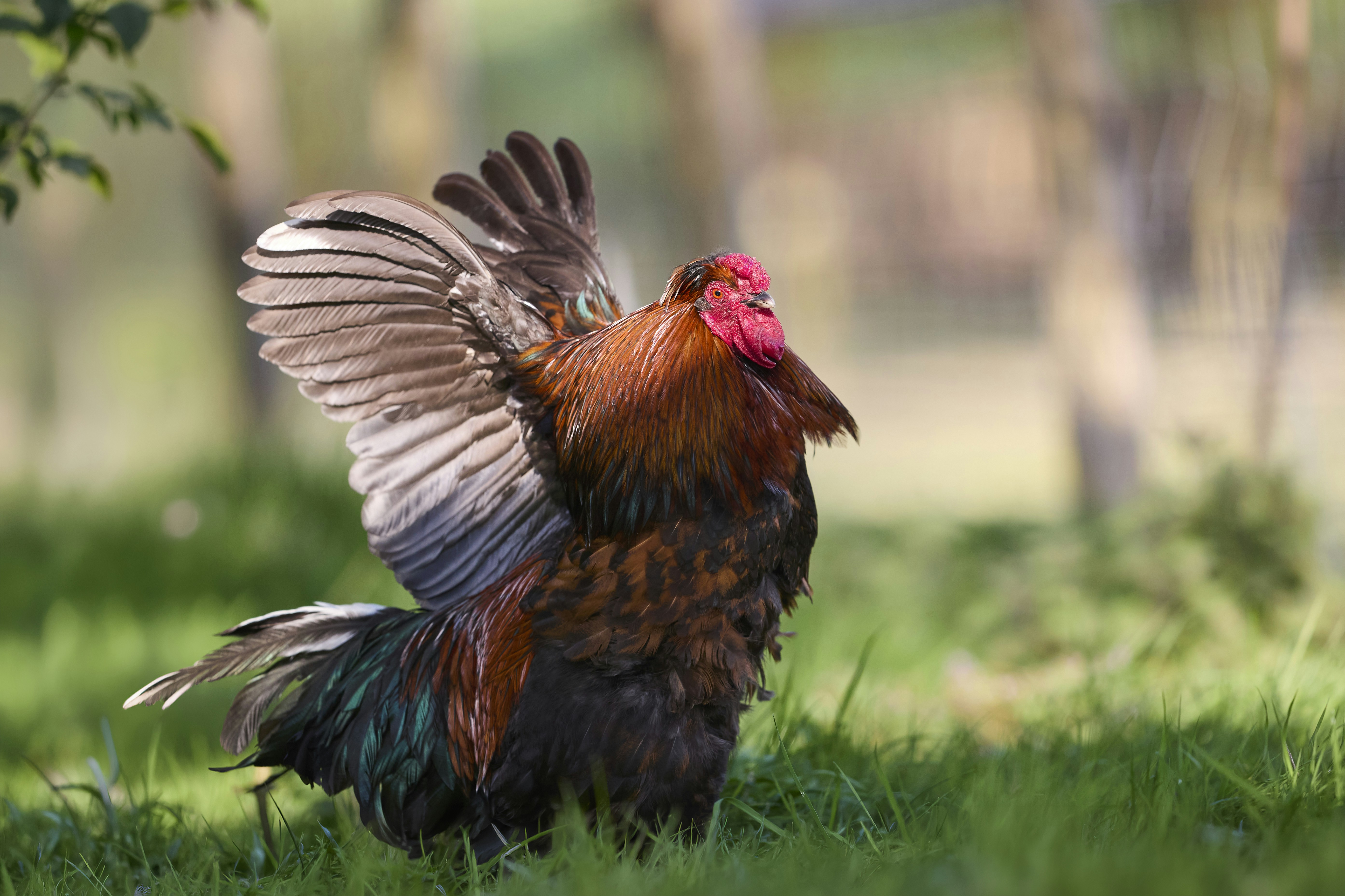 Sunlit Rooster Reverie: A Strut of Color in the Grass